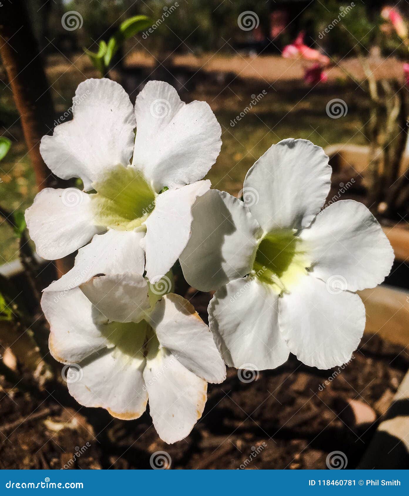 Desert Rose in bloom stock image. Image of peaceful - 118460781