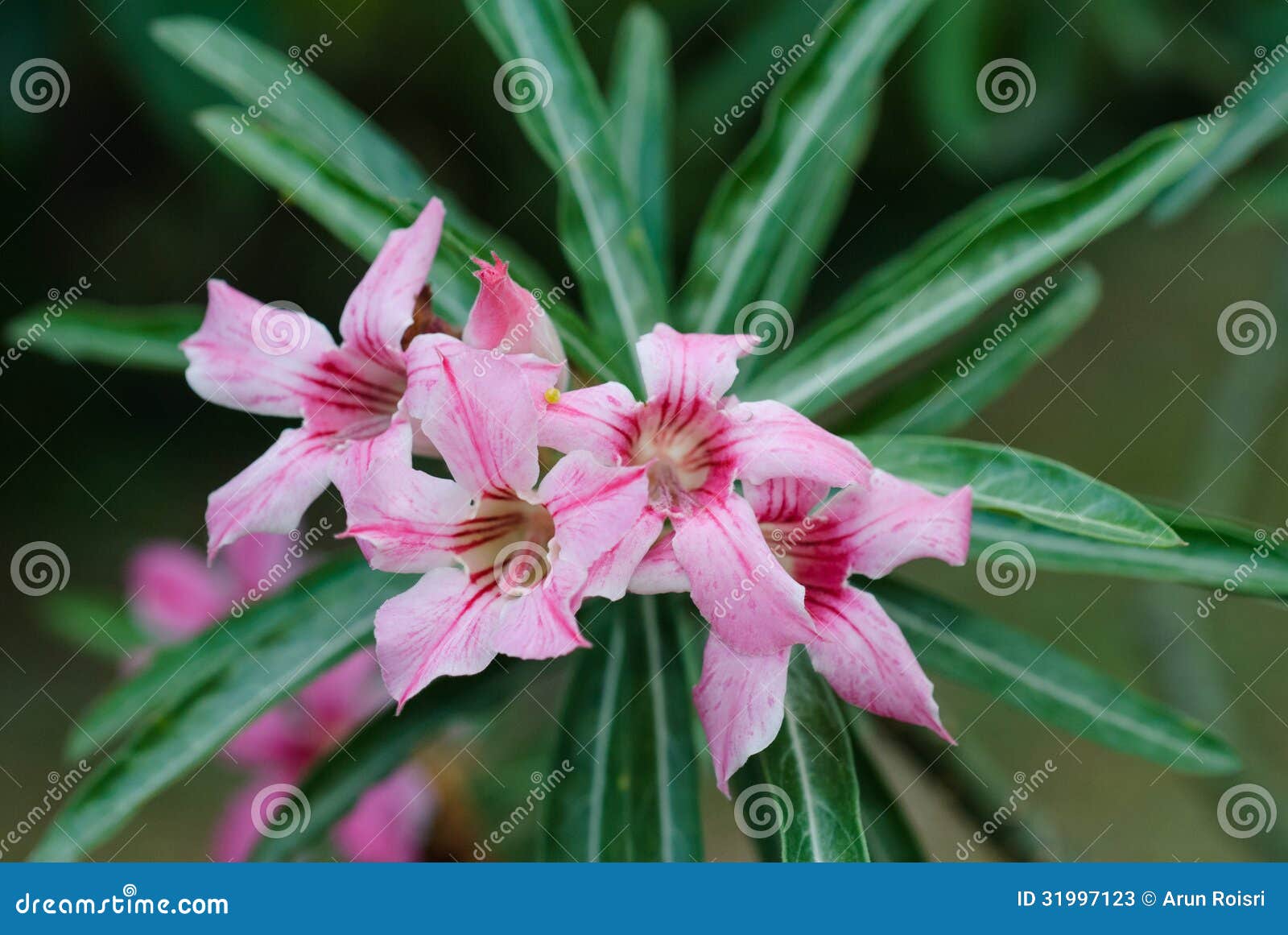 Desert Rose and Impala Lily. Stock Image - Image of flora, flower: 31997123