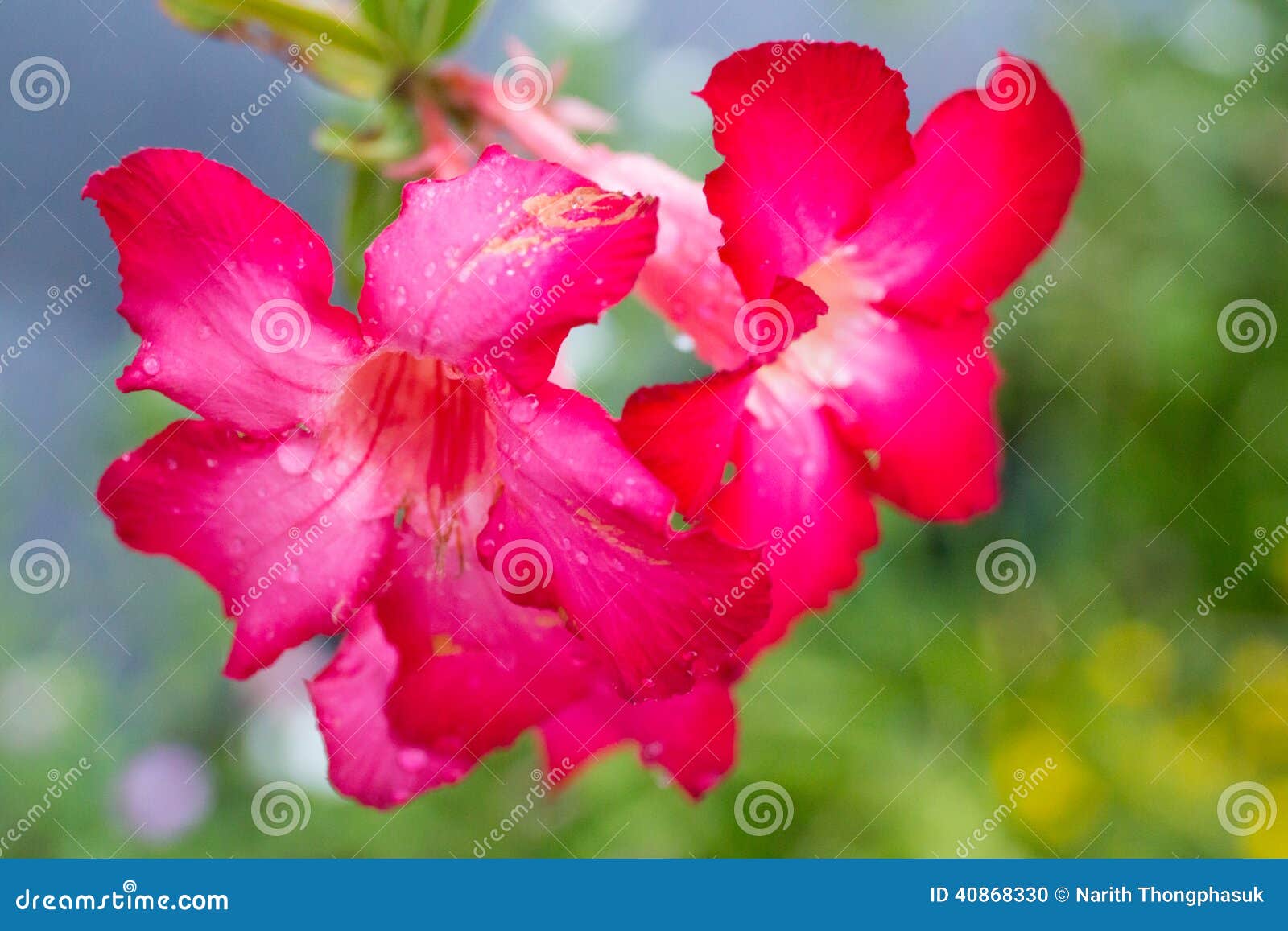 Desert Rose, Impala Lily, Azalea Stock Photo - Image of floral, nature ...