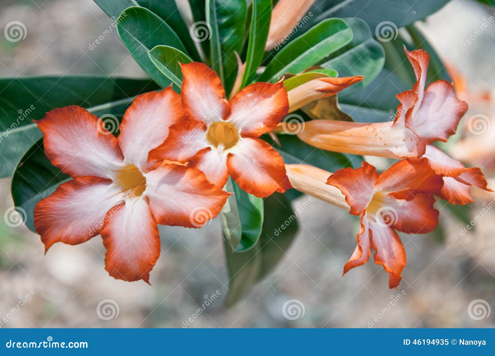 Desert Rose, Impala Lily stock image. Image of blooming - 46194935