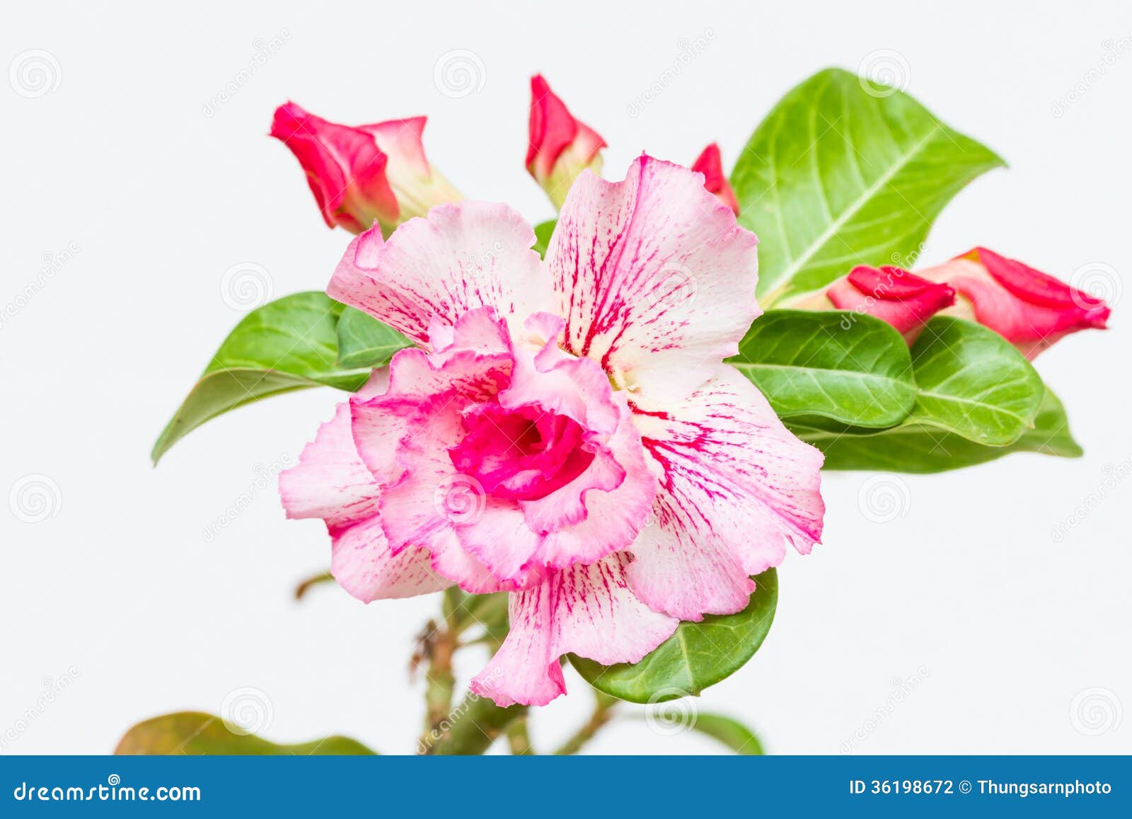 Rose Impala Kordes. Bushy With Double And Attractive Filled Flowers ...