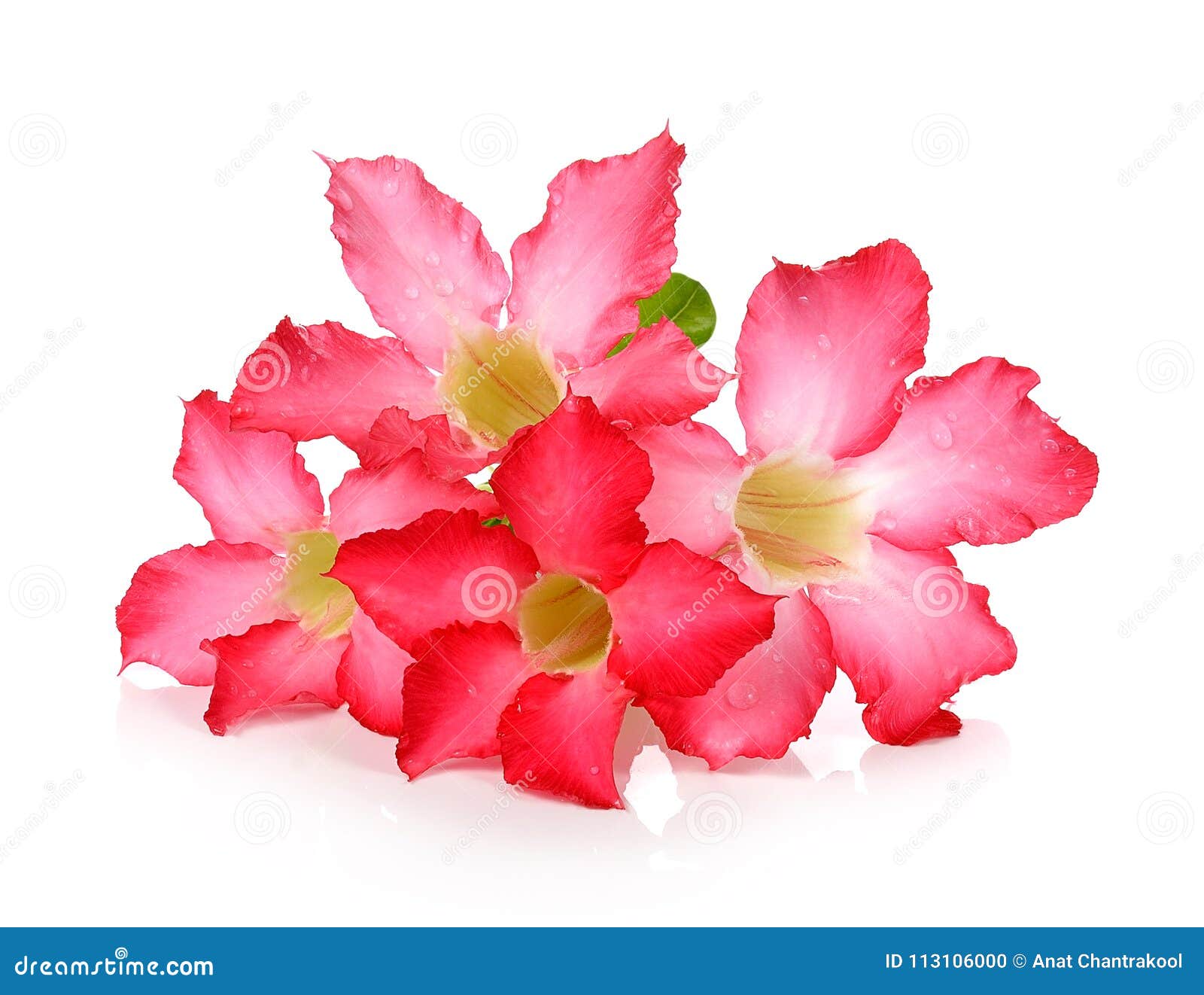 Desert Rose Isolated on White Background. Stock Photo - Image of garden ...