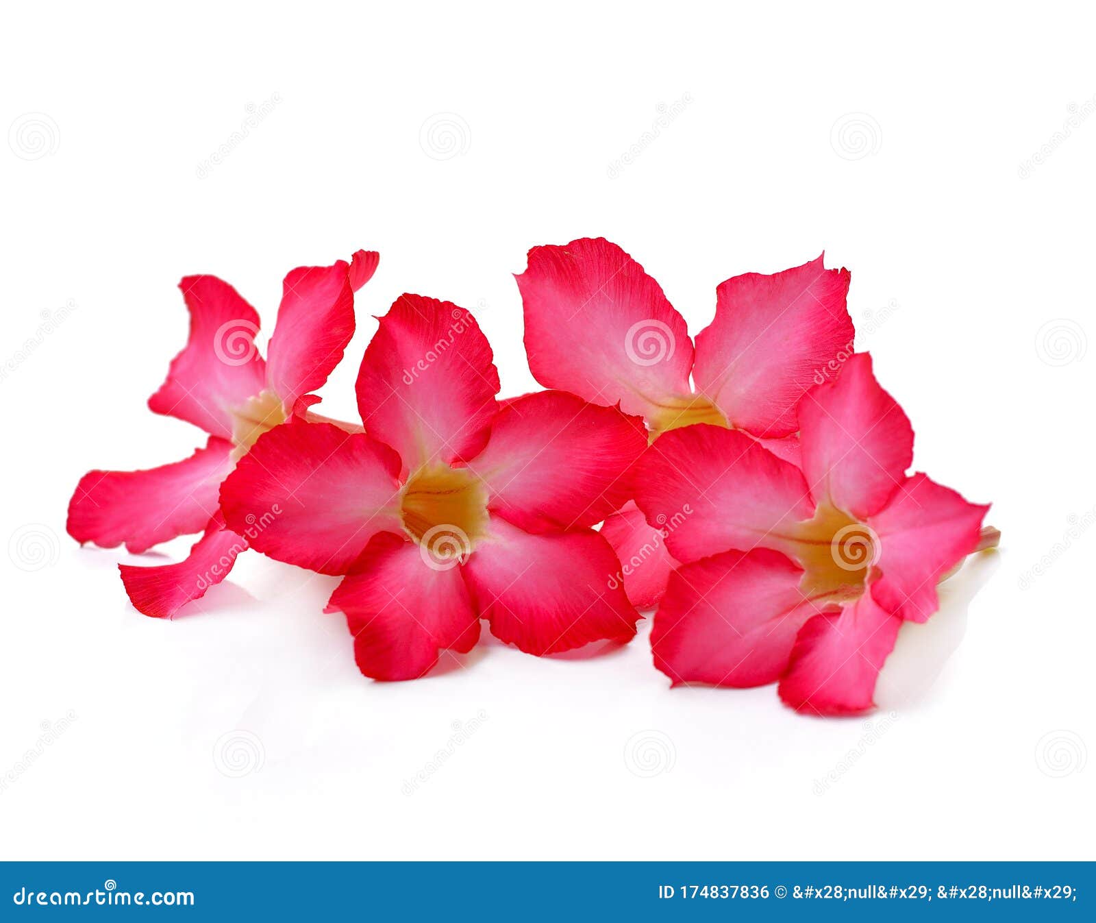Desert Rose Isolated on White Background. Stock Photo - Image of ...