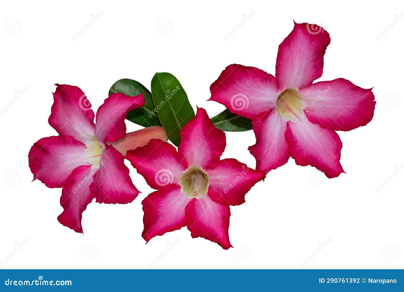 Desert Rose Isolated on White Background Have Clipping Path Stock Photo ...