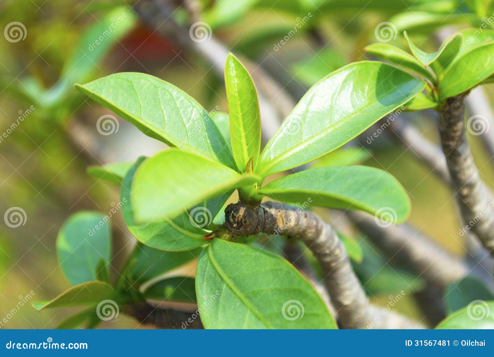 Desert Rose stock image. Image of growth, leaves, park - 31567481