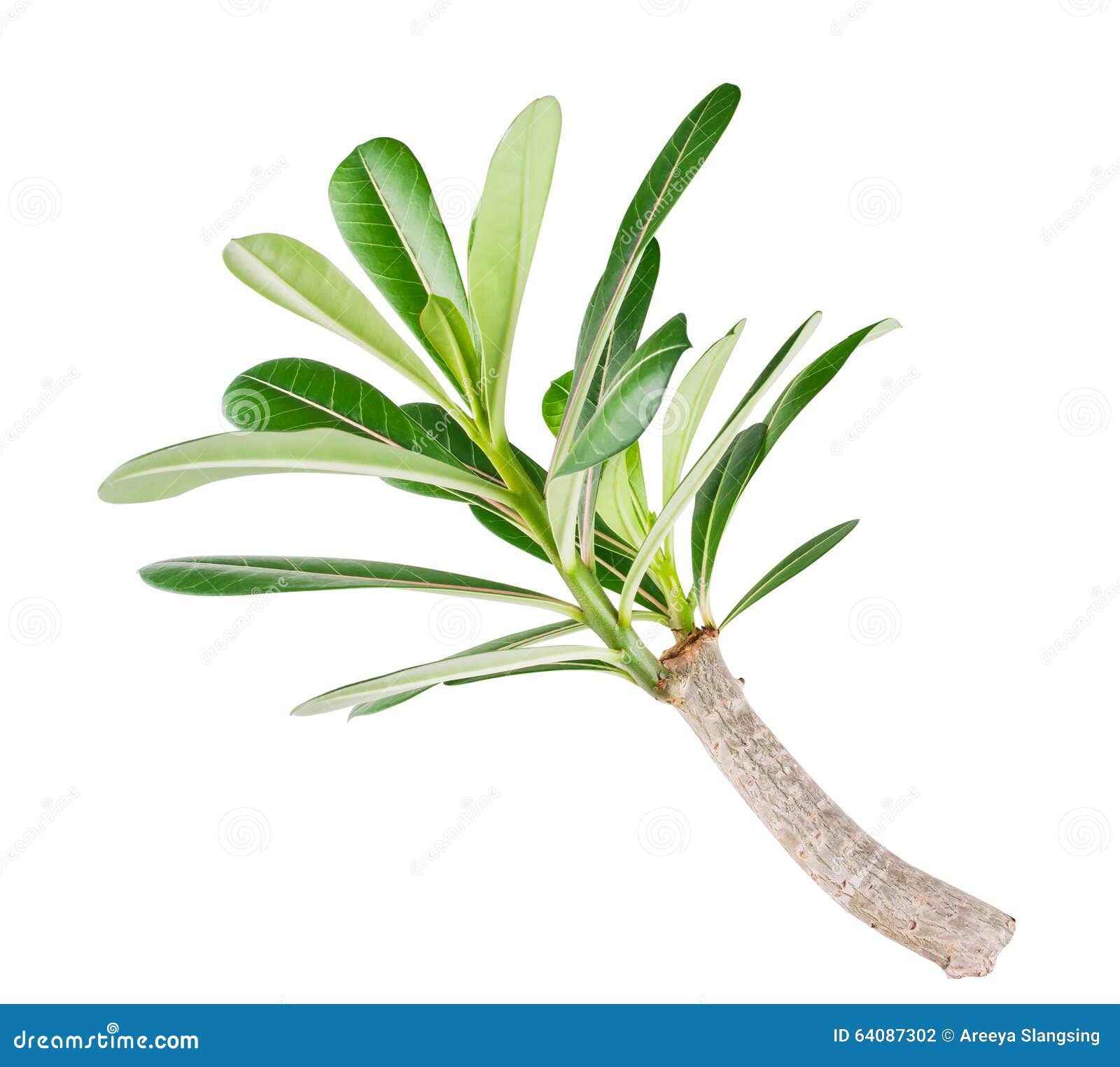 Desert Rose Leaves Isolated on White Stock Photo - Image of flora, tree ...