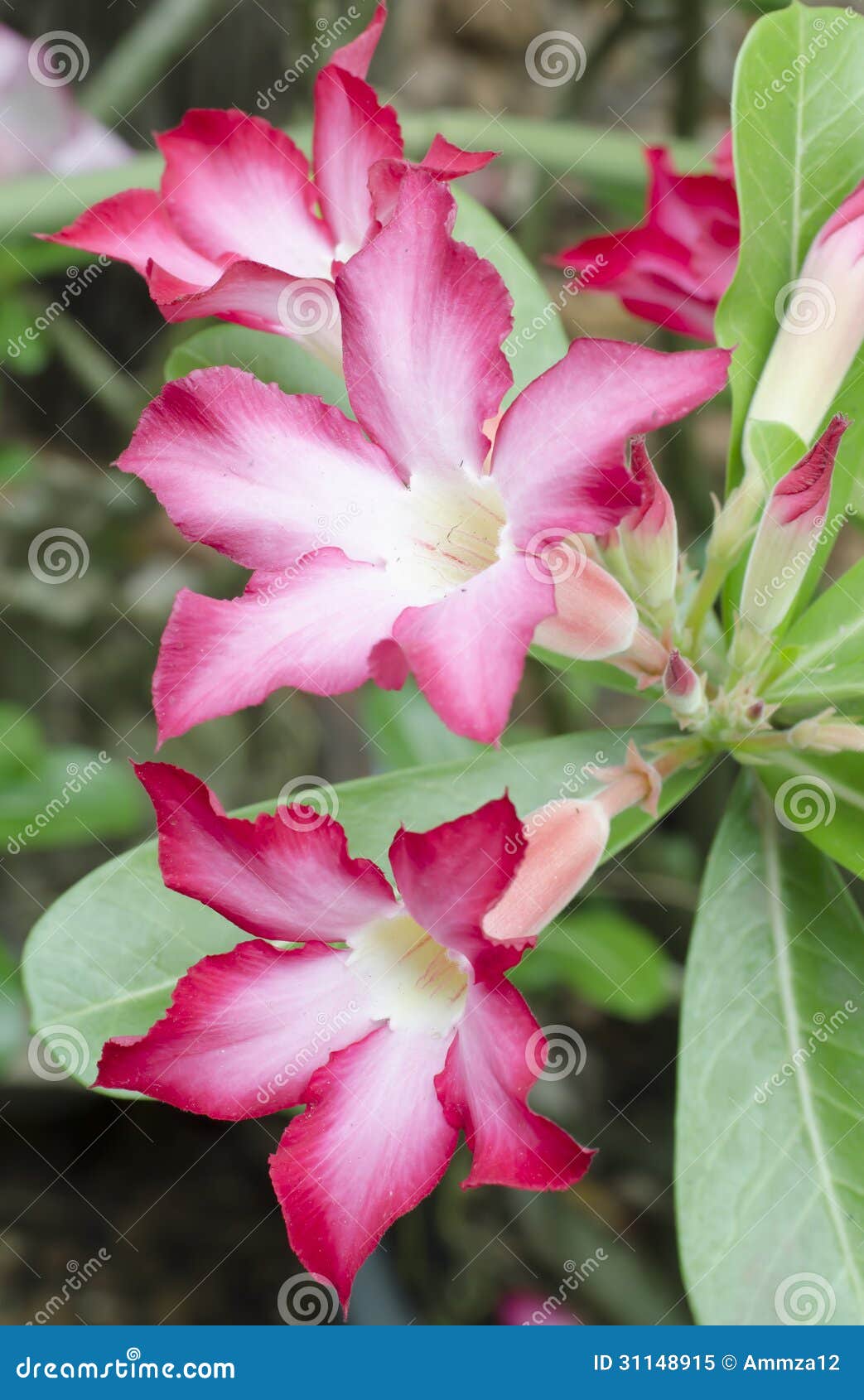 Desert rose in nature stock image. Image of bloom, beautiful - 31148915