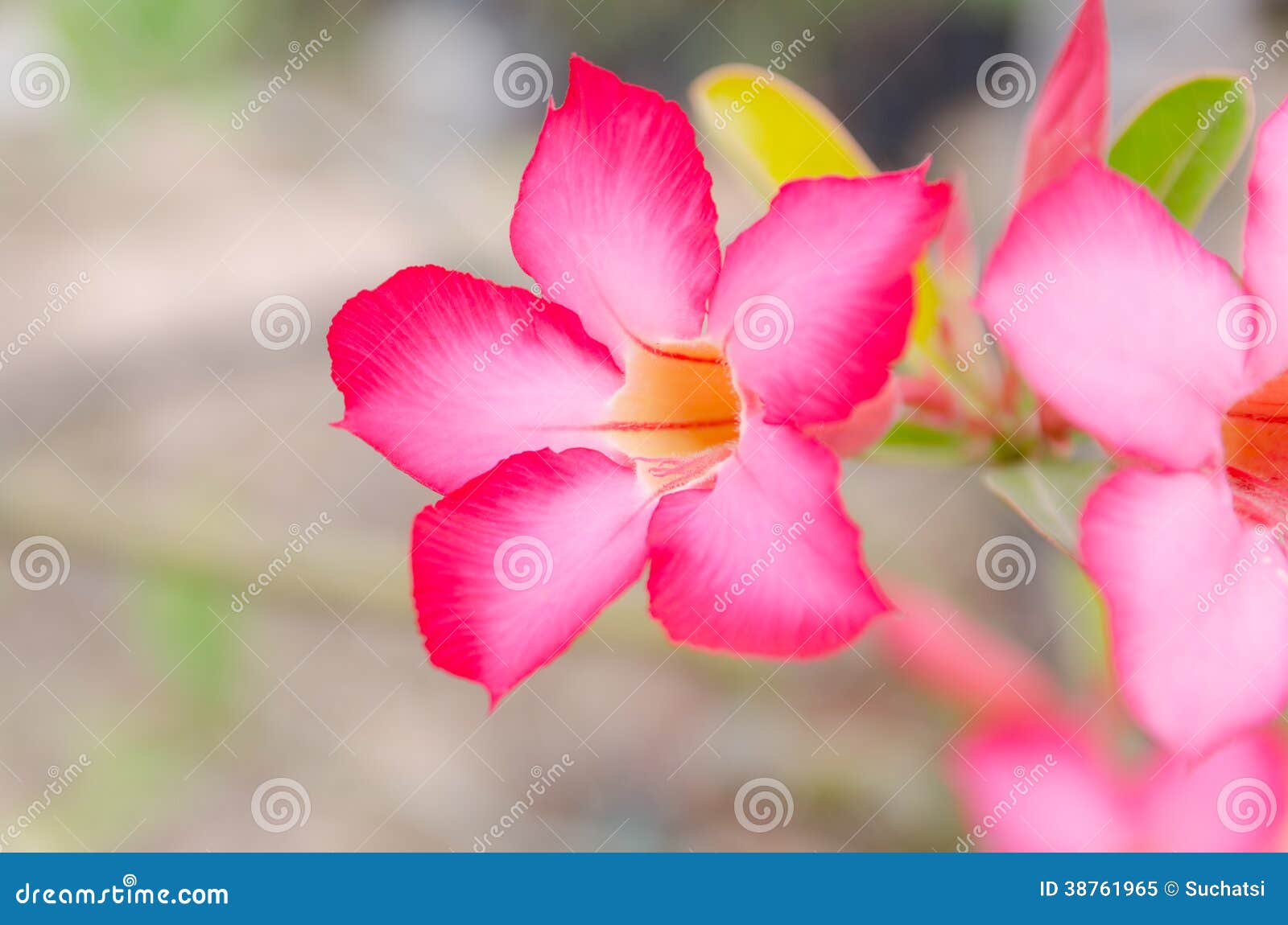 Desert Rose or Ping Bignonia Stock Image - Image of fresh, growth: 38761965