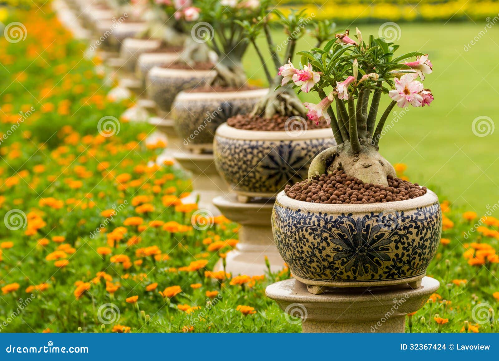 Desert rose stock photo. Image of potted, natural, houseplant - 32367424