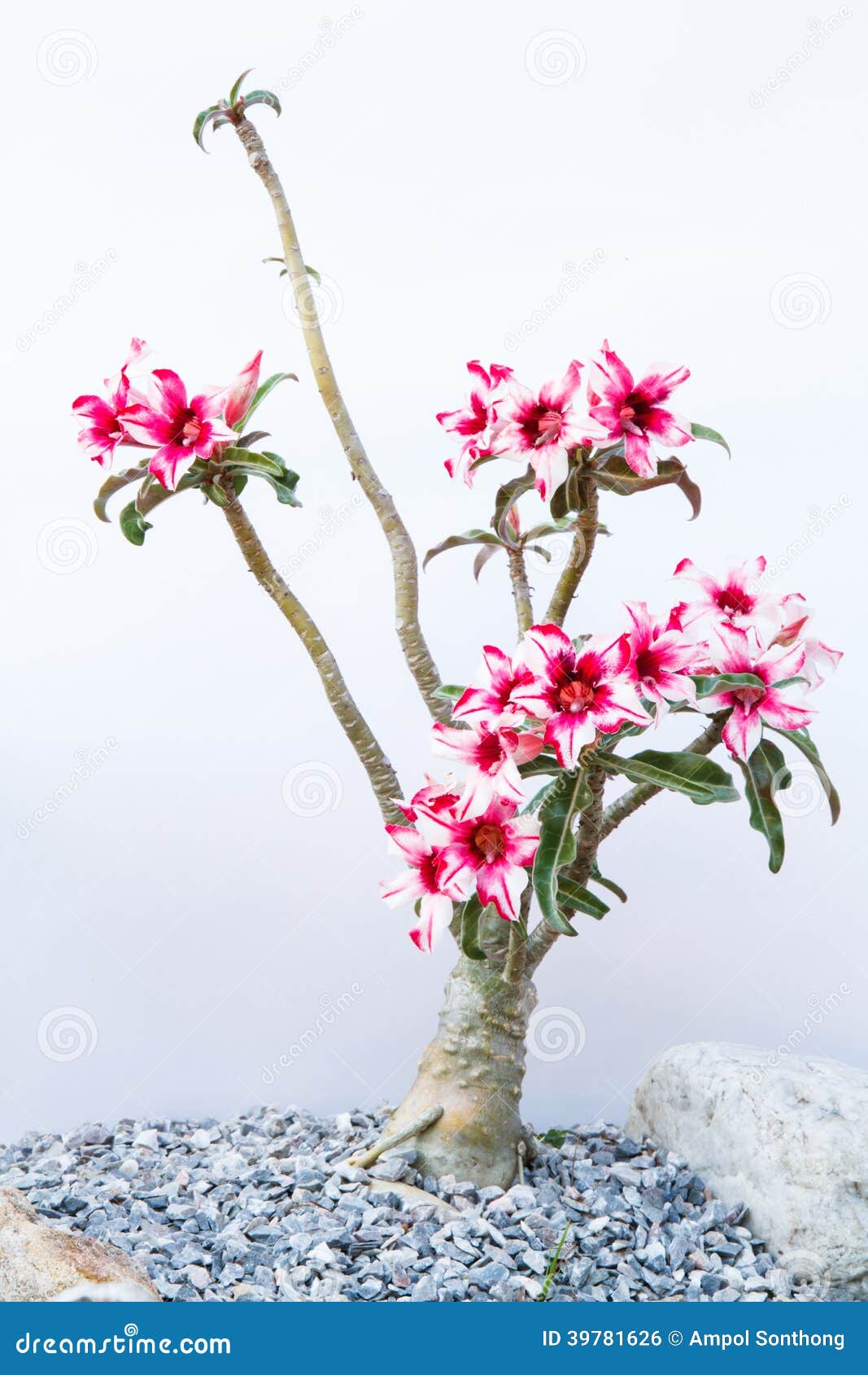 Desert Rose Pink and White stock photo. Image of gardening - 39781626