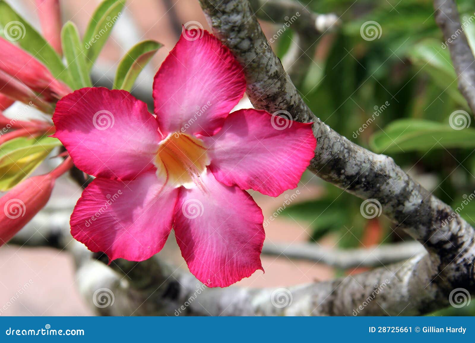 Desert Rose Red Flower stock image. Image of flowers - 28725661