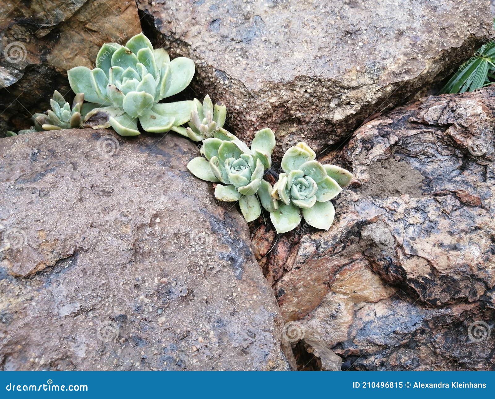 Desert rose in rocks stock image. Image of rocks, autumn - 210496815