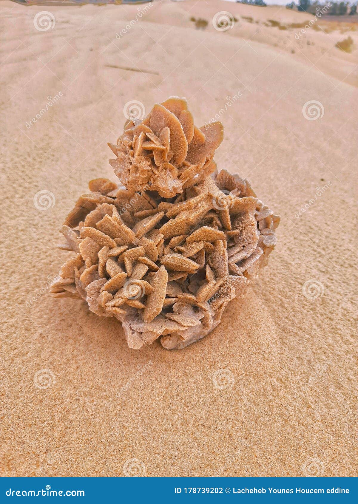 Desert Rose in Sahara Desert of Algeria Stock Photo - Image of beauty ...