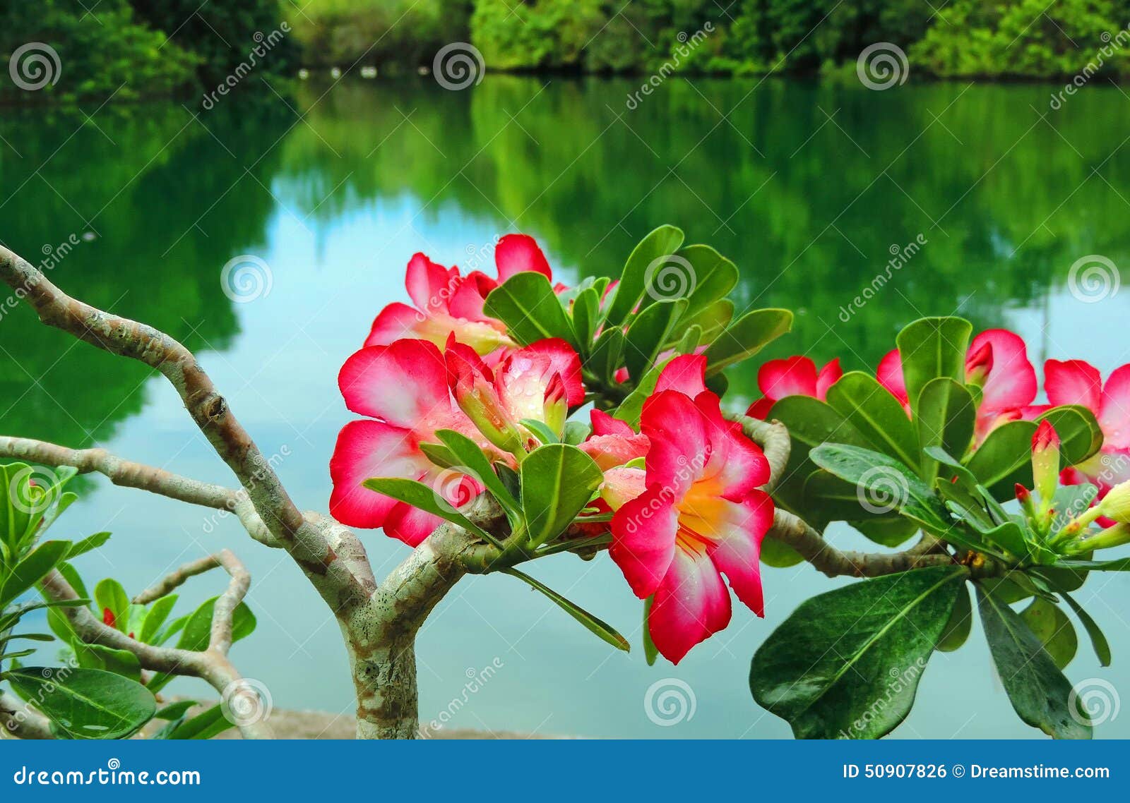 Desert Rose stock photo. Image of tree, flower, desert - 50907826