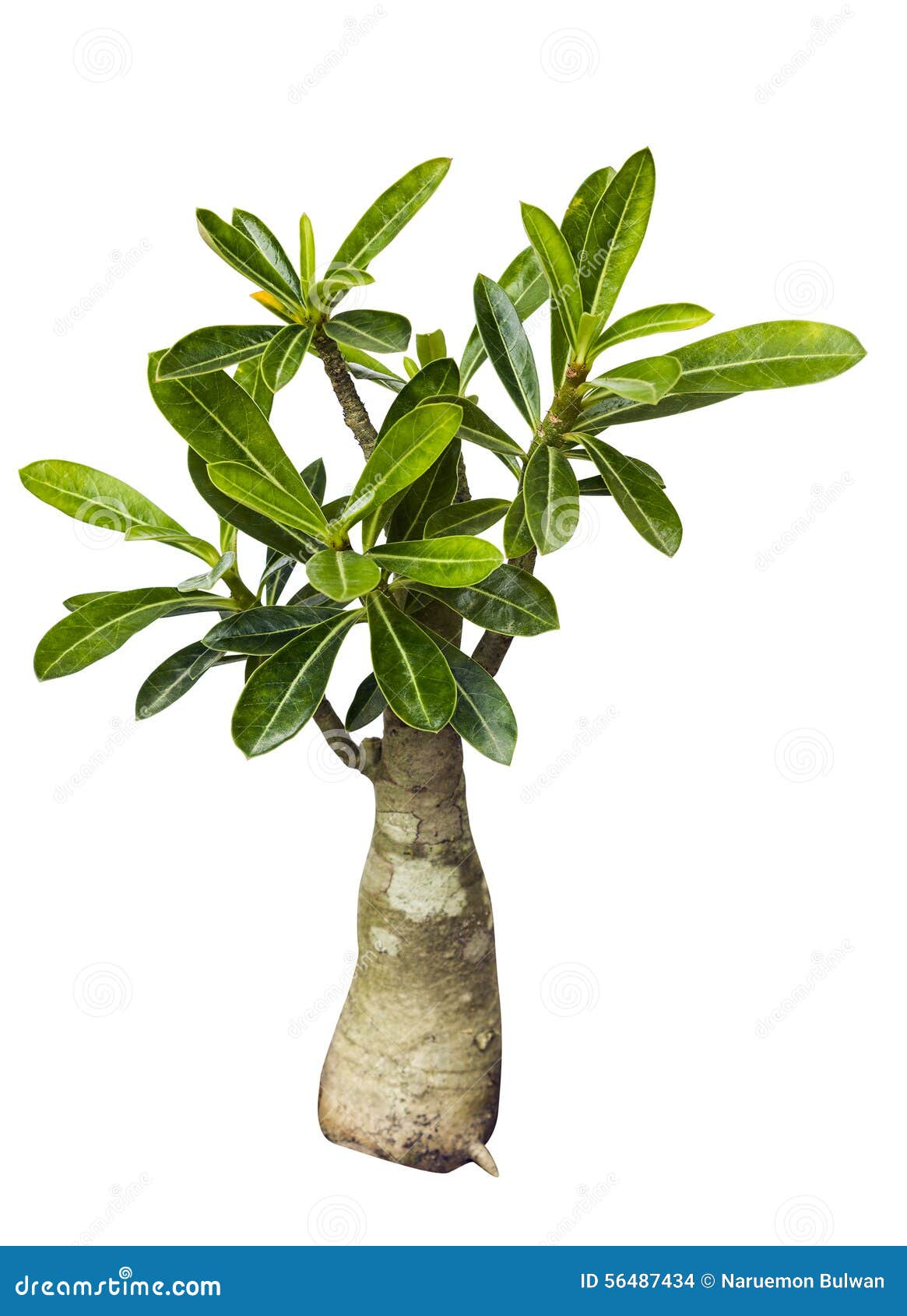 Desert Rose tree stock photo. Image of adenium, agriculture - 56487434