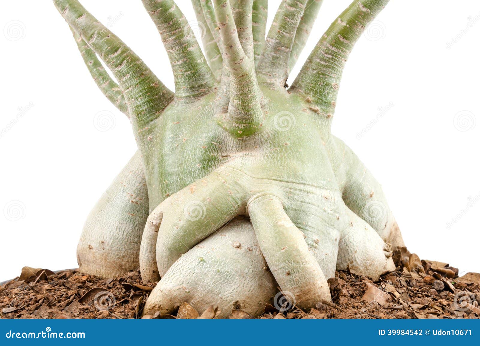 Desert Rose tree stock photo. Image of earth, trees, decorations - 39984542