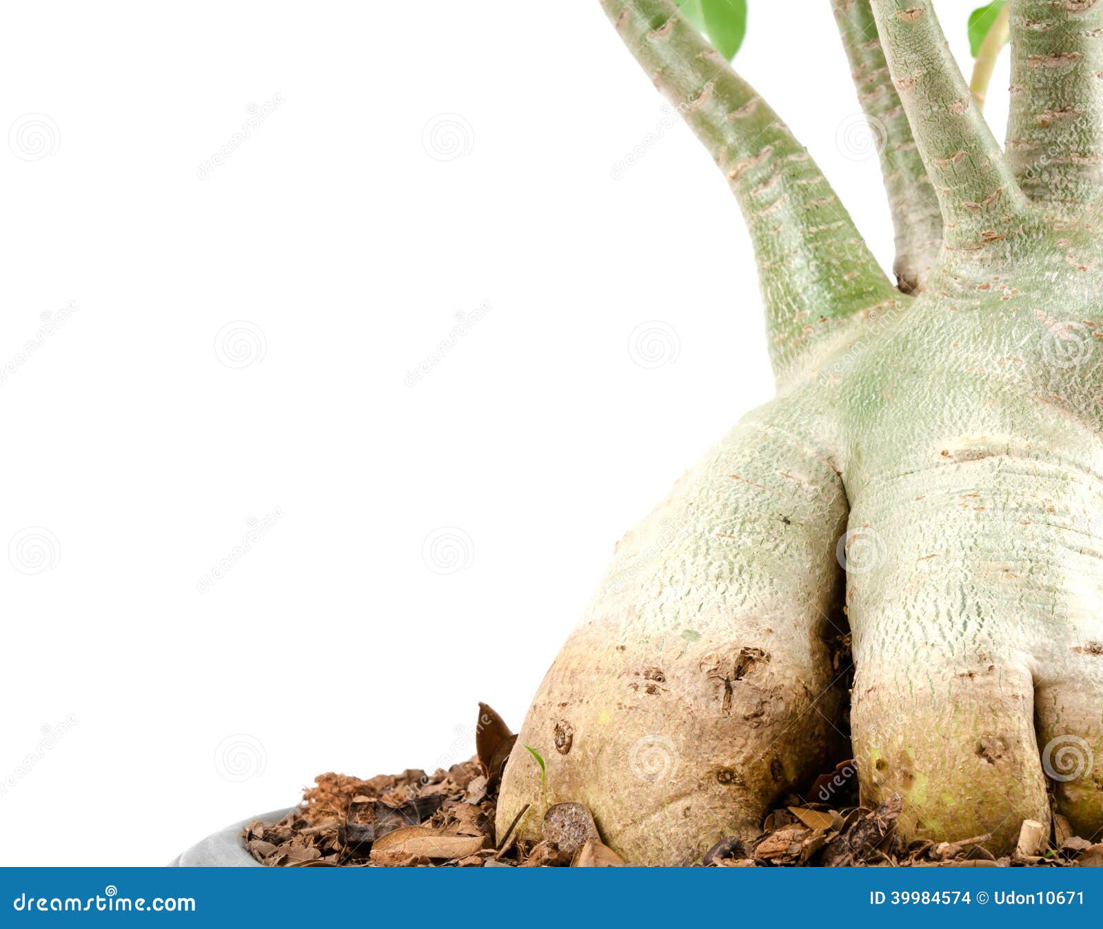 Desert Rose tree stock photo. Image of environment, green - 39984574