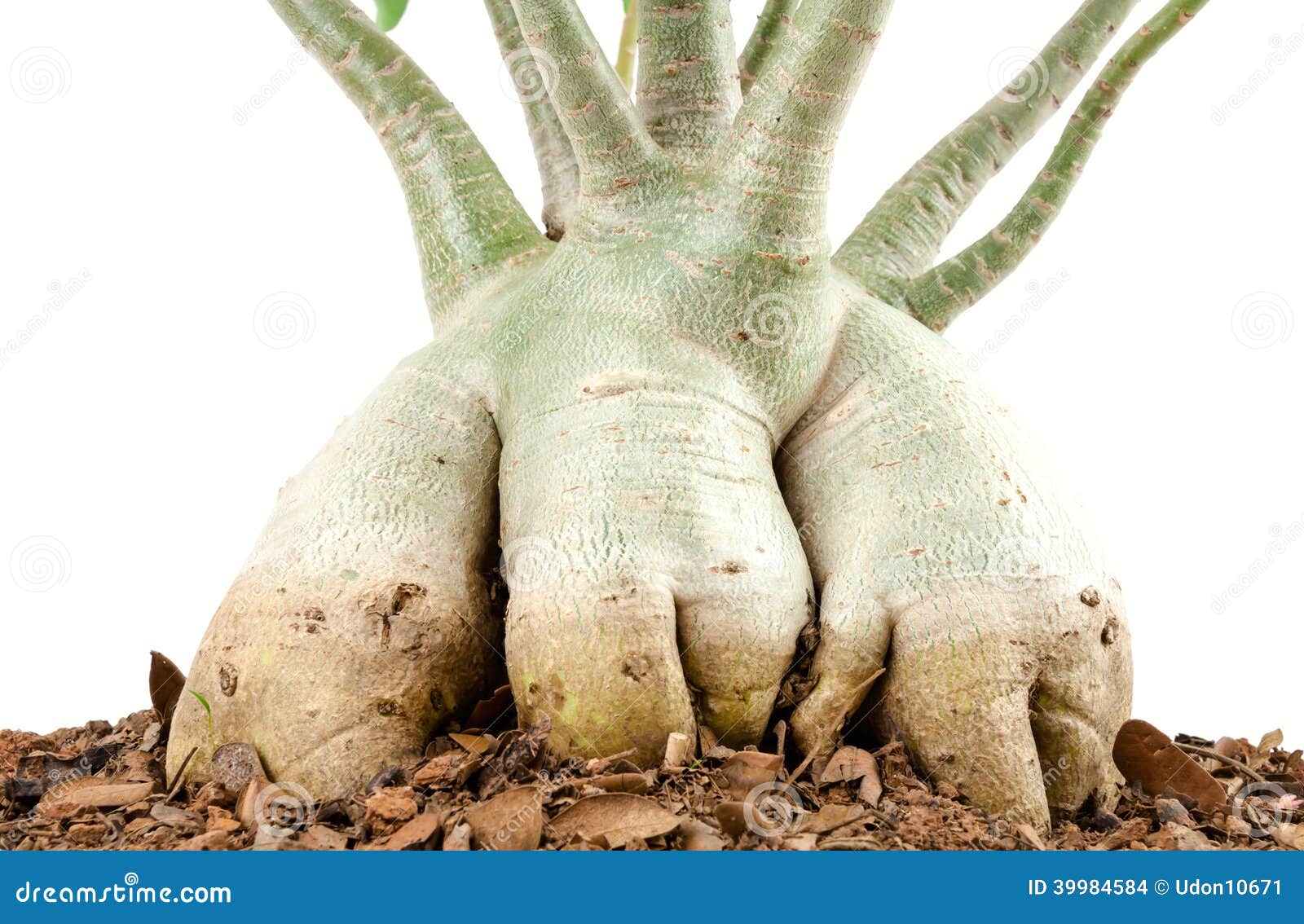 Desert Rose tree stock photo. Image of space, green, white - 39984584