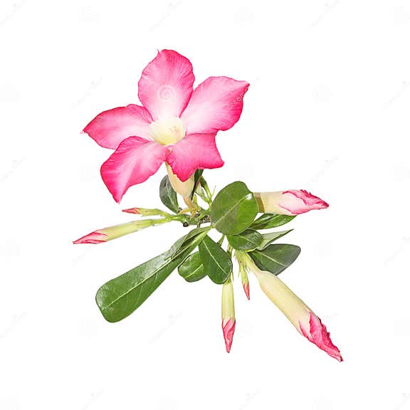Desert Rose on White Background Stock Photo - Image of growth, color ...