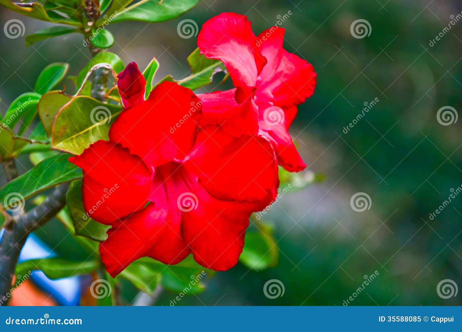Desert roses stock image. Image of garden, decorative - 35588085