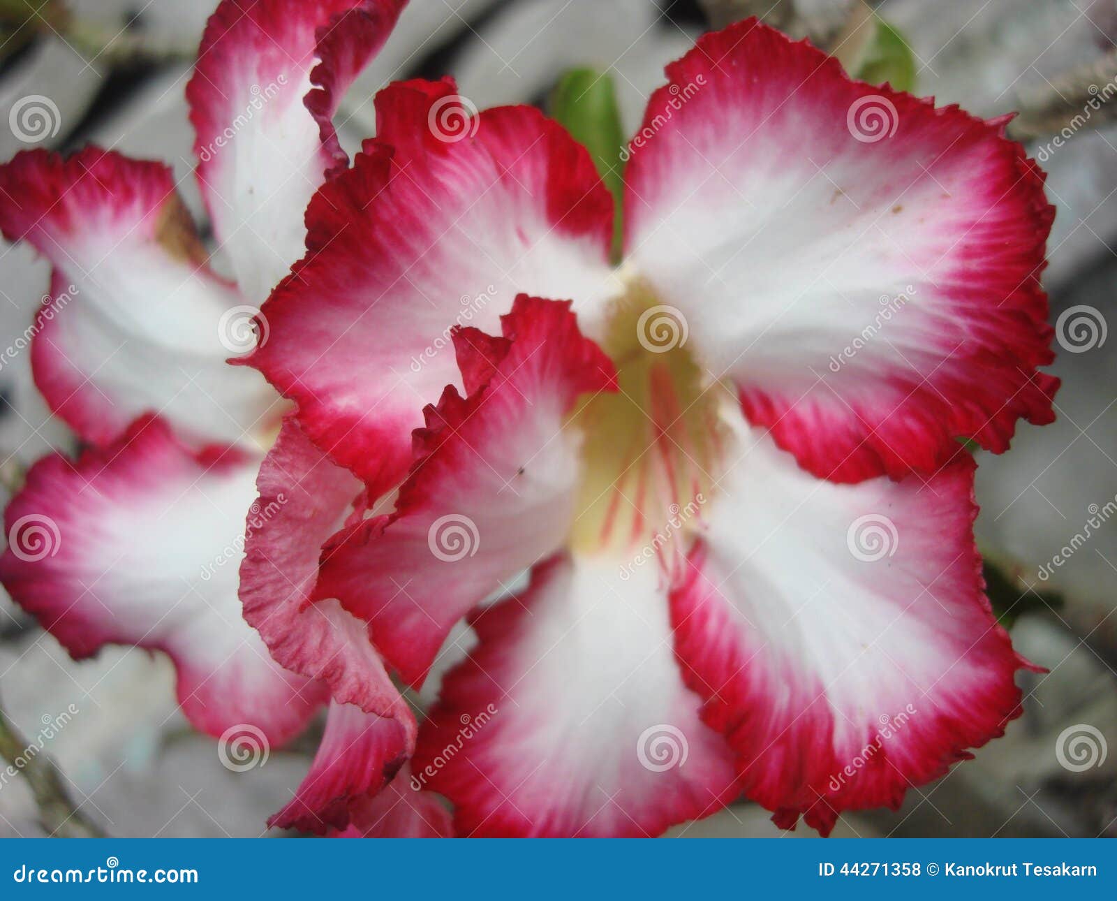 Desert Roses Form Crystallize As Minerals In Layers Of Sand Or Soil ...