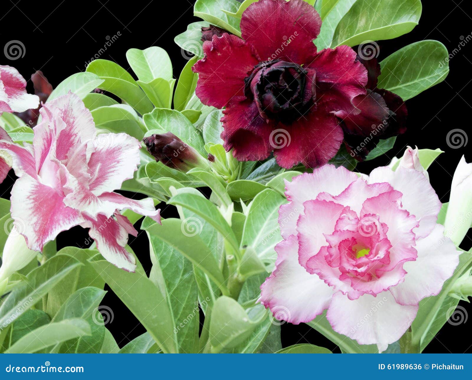 Desert Roses Form Crystallize As Minerals In Layers Of Sand Or Soil ...
