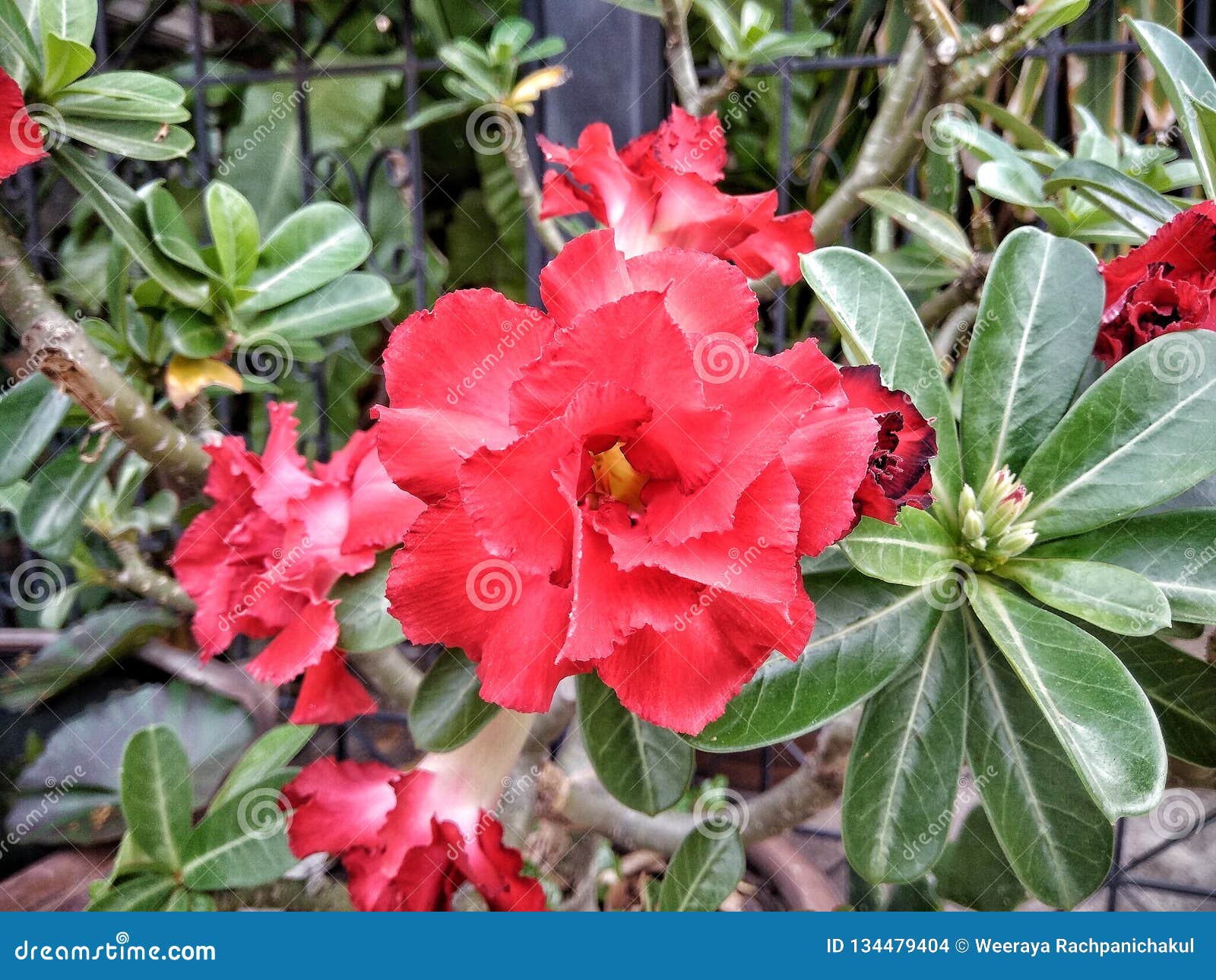 Desert Roses Form Crystallize As Minerals In Layers Of Sand Or Soil ...
