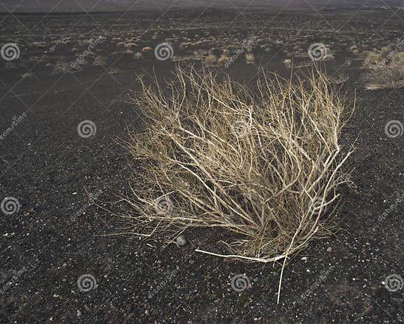 Desert Sage stock photo. Image of valley, california, vista - 8605768
