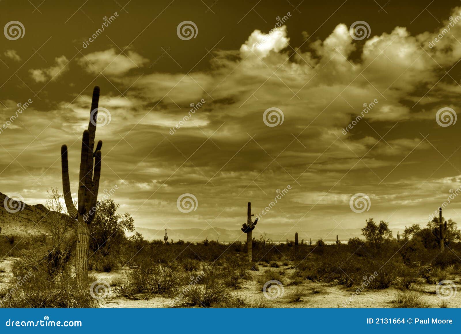 Desert Saguaro in Sepia stock photo. Image of prominent - 2131664