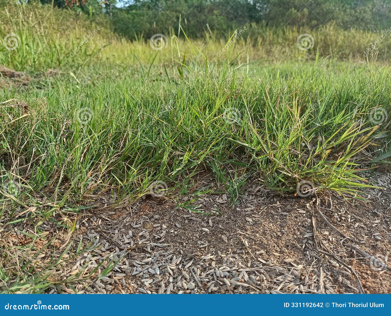Desert Saltgrass with the Scientific Name Distichlis Spicata Stock ...
