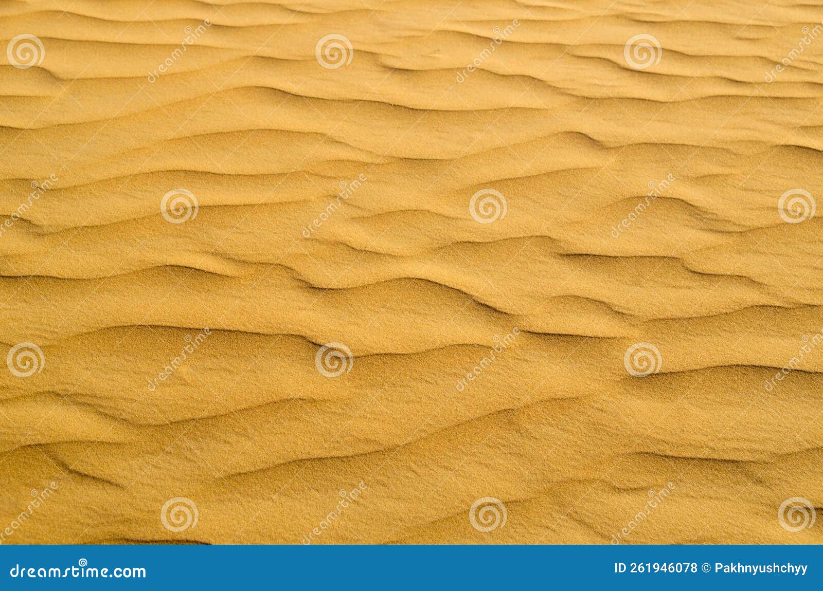 Texture in Gold desert stock photo. Image of wind, ripple - 261946078