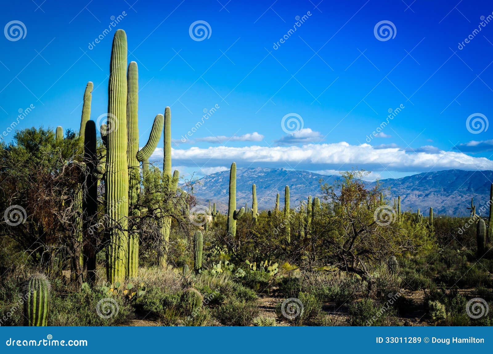 Desert Scape stock image. Image of heat, vacation, scottsdale - 33011289