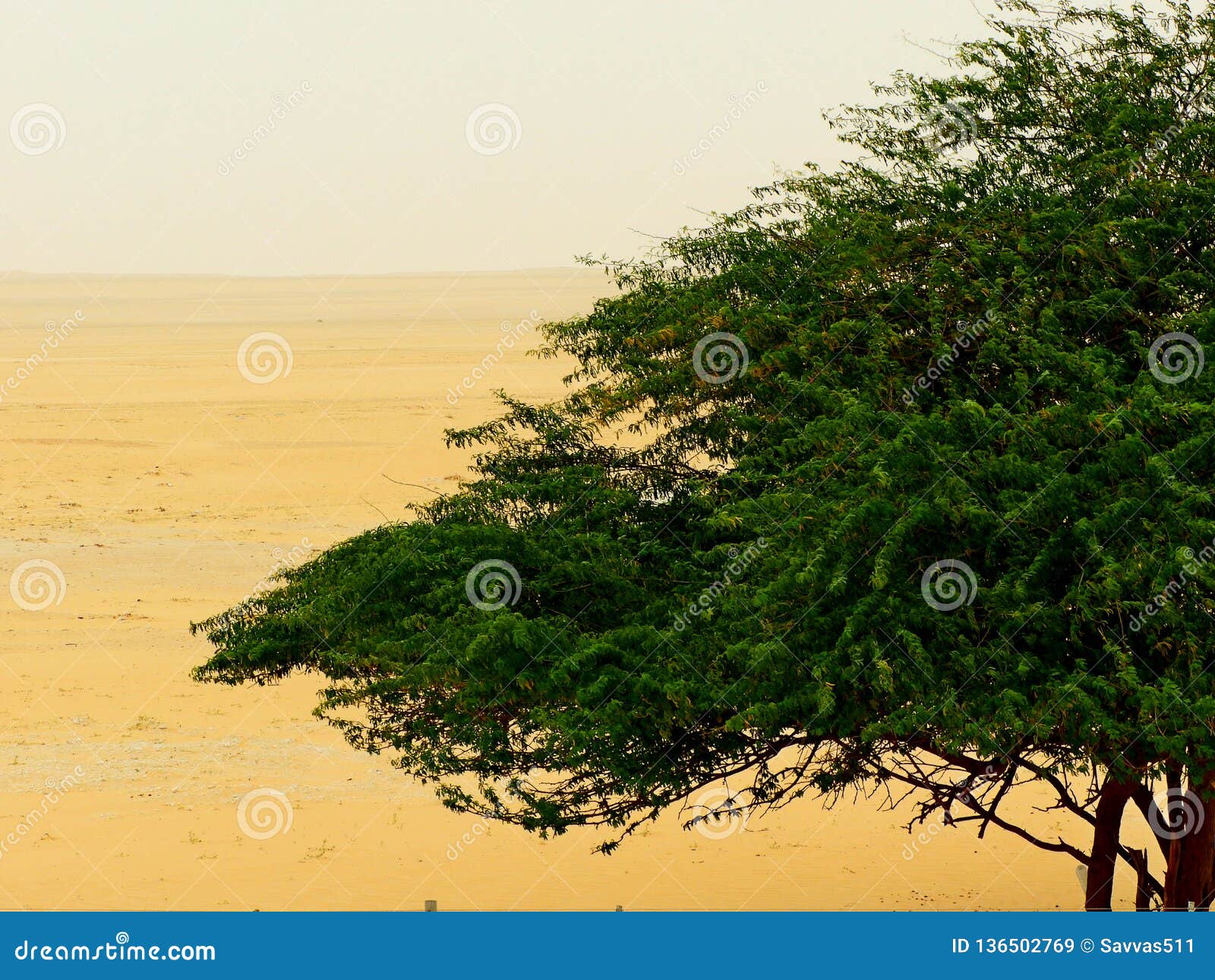 Desert Scene with a Green Tree at Front Stock Image - Image of ...