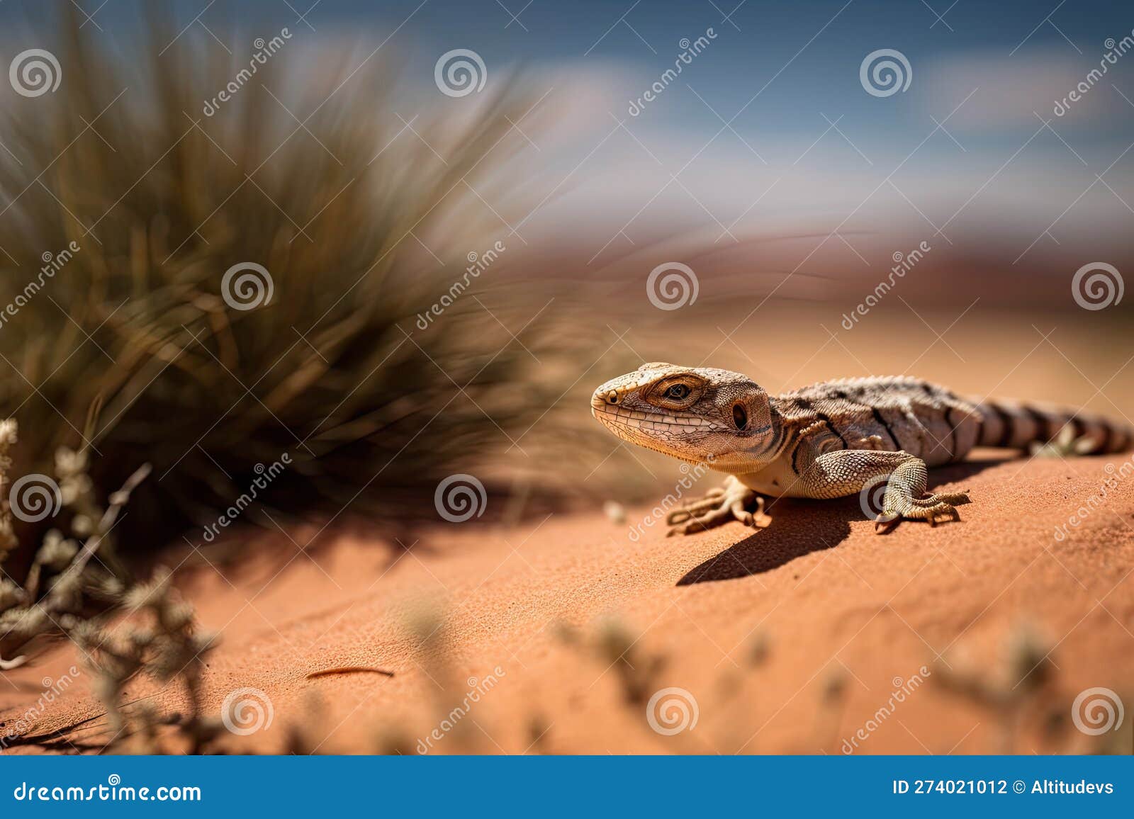 Desert Scene with Small Lizard Basking in the Sun Stock Photo - Image ...