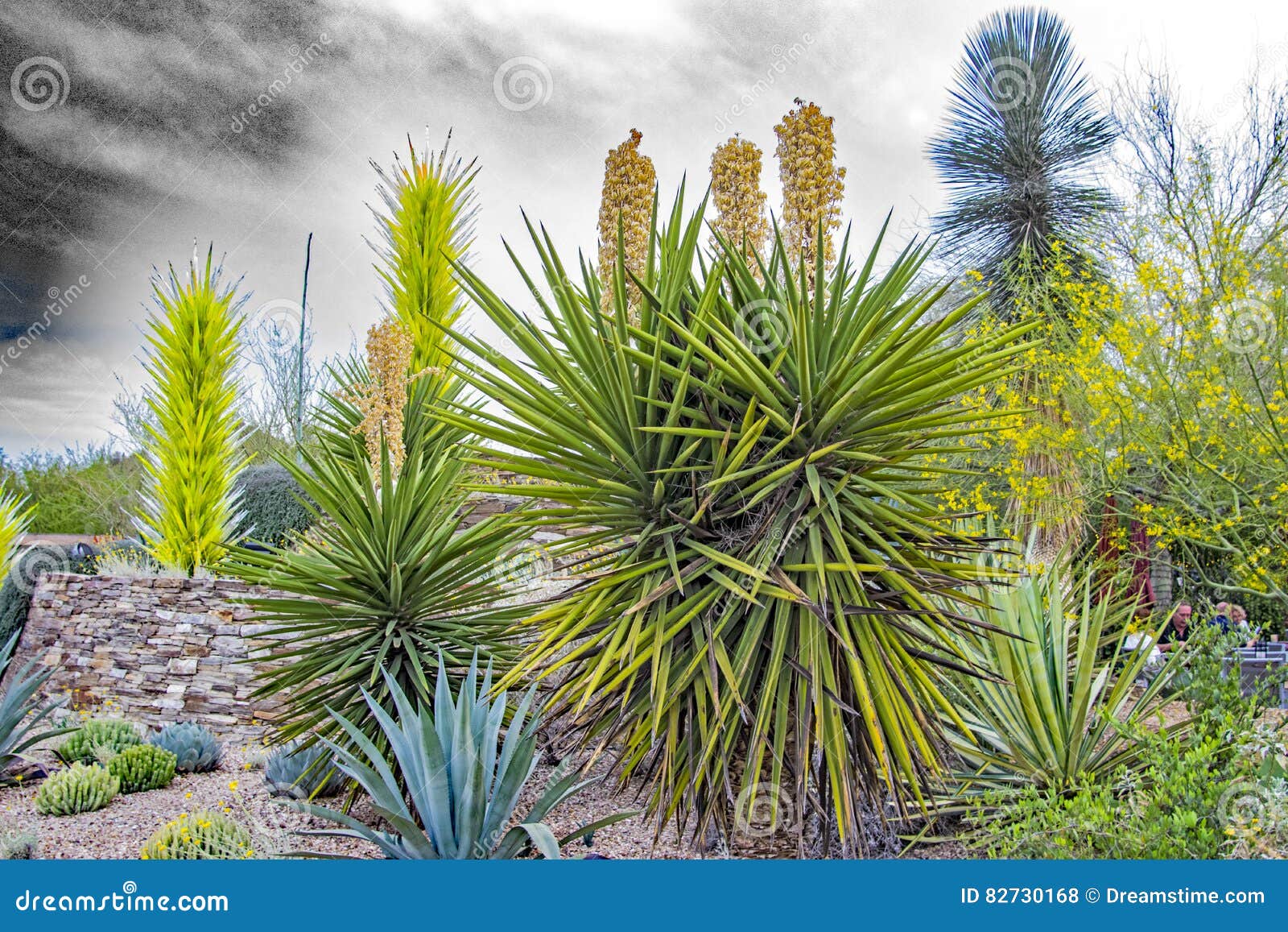 Desert Sharp stock photo. Image of landscape, desert - 82730168