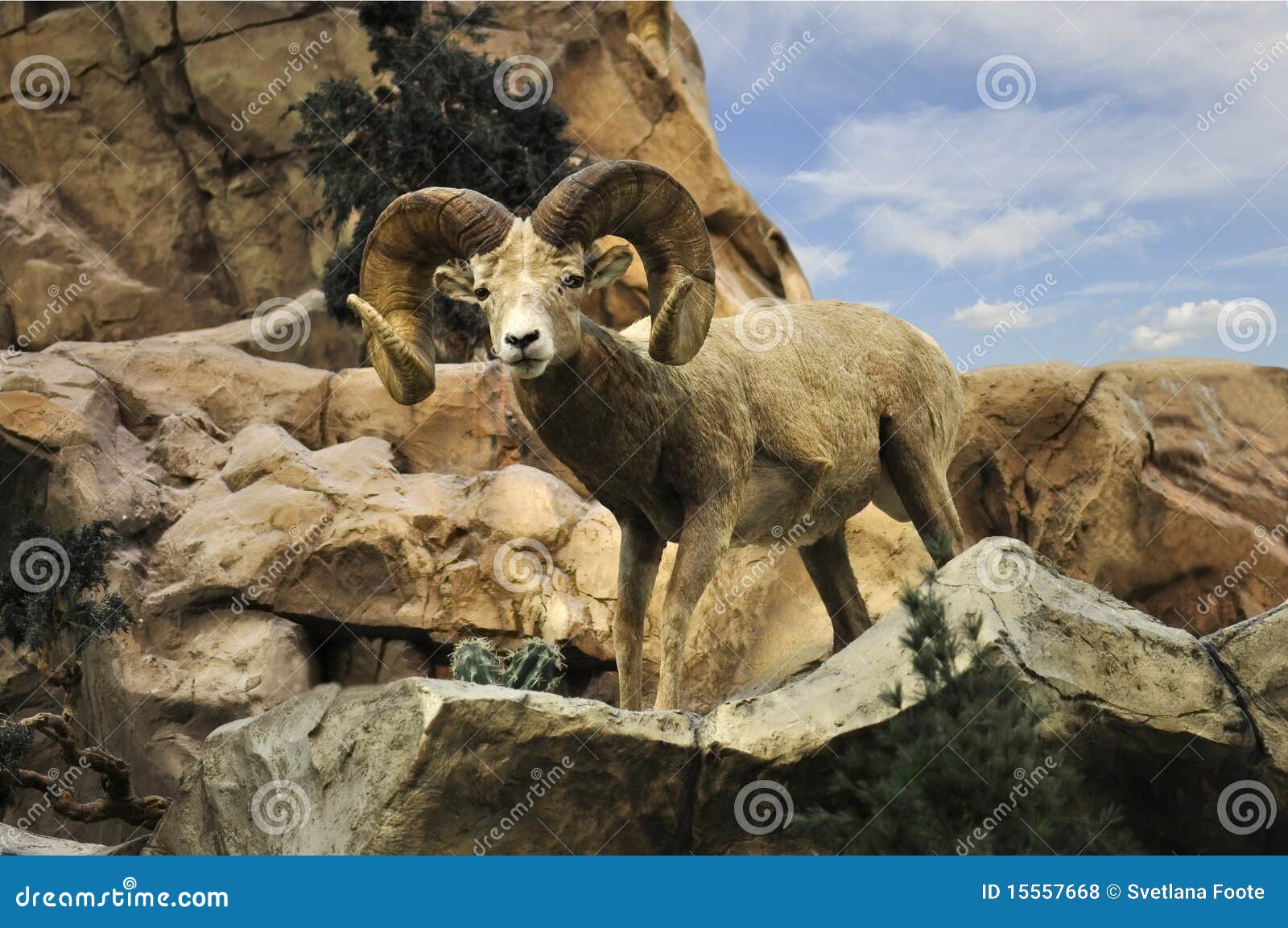 Desert sheep stock photo. Image of hunt, animal, stuffed - 15557668