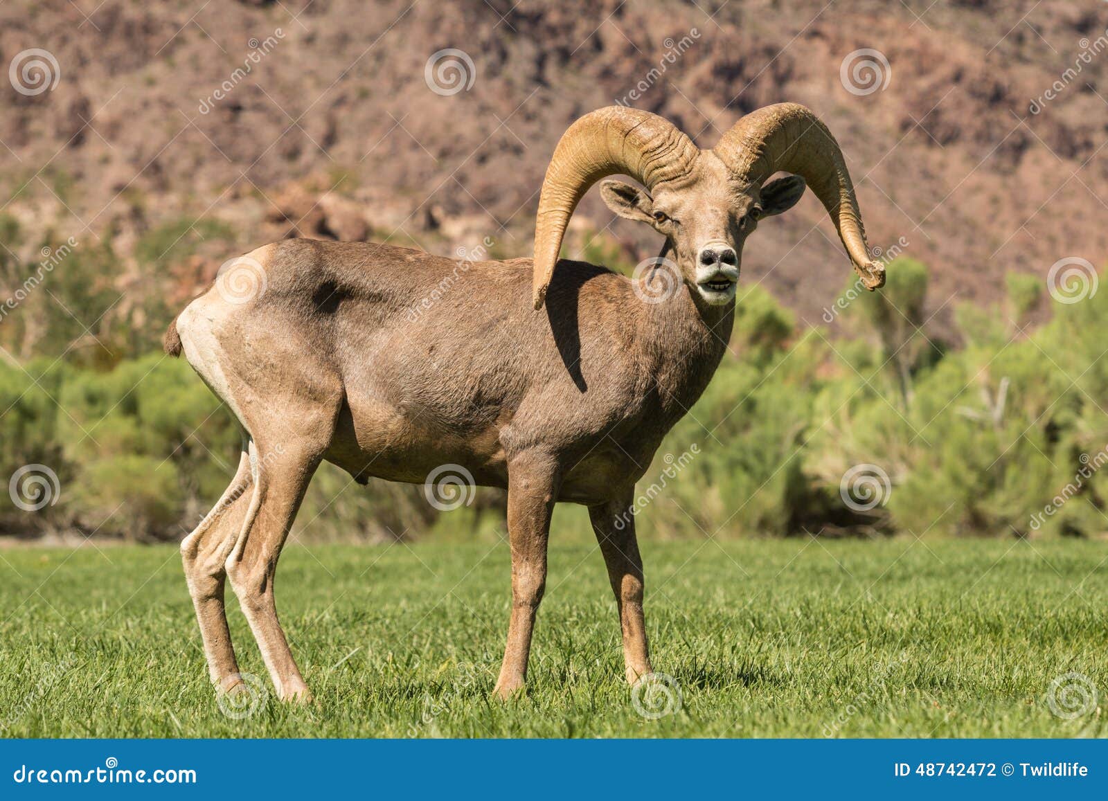 Desert With Sheep Stock Photo | CartoonDealer.com #101556132