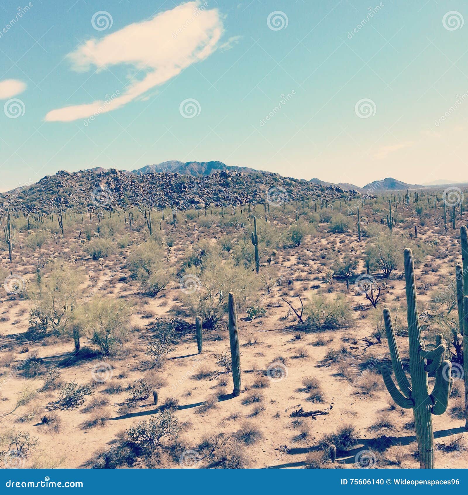 Desert Sky stock photo. Image of landscape, desert, cactus - 75606140