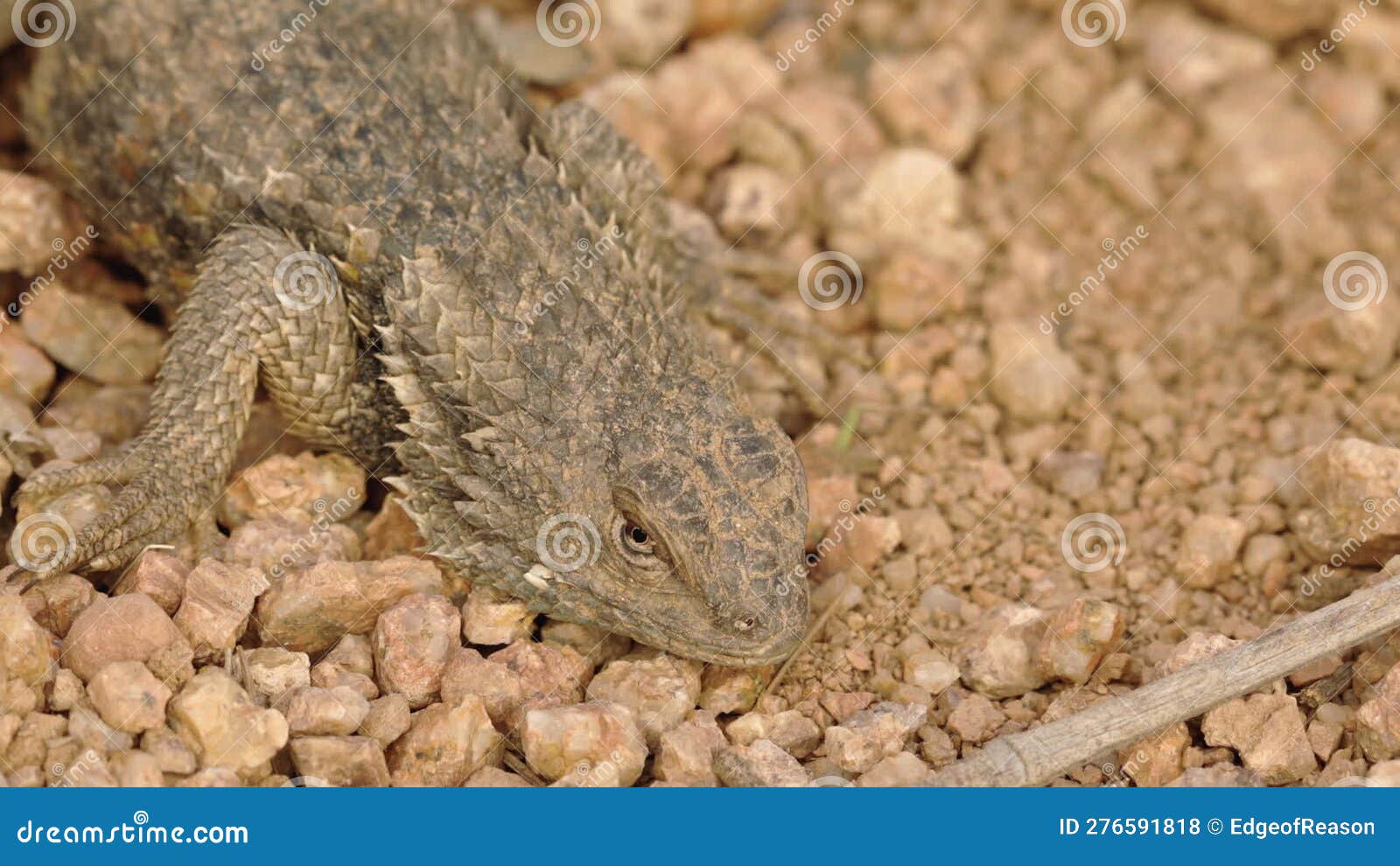 Desert Spiny Lizard in Camouflage Stock Footage - Video of breathing ...