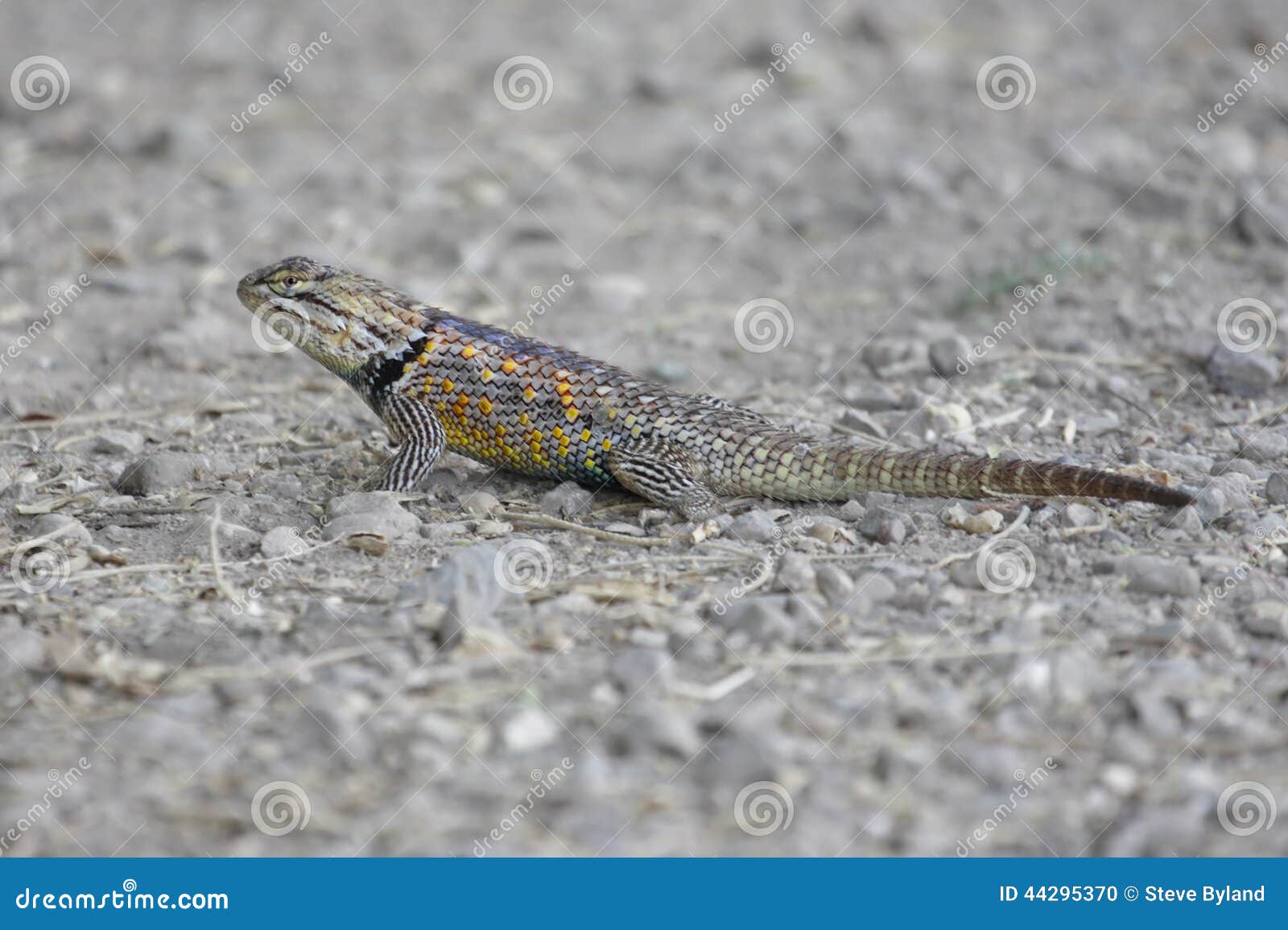 Desert Spiny Lizard (Sceloporus Magister) Stock Photo - Image of spiny ...