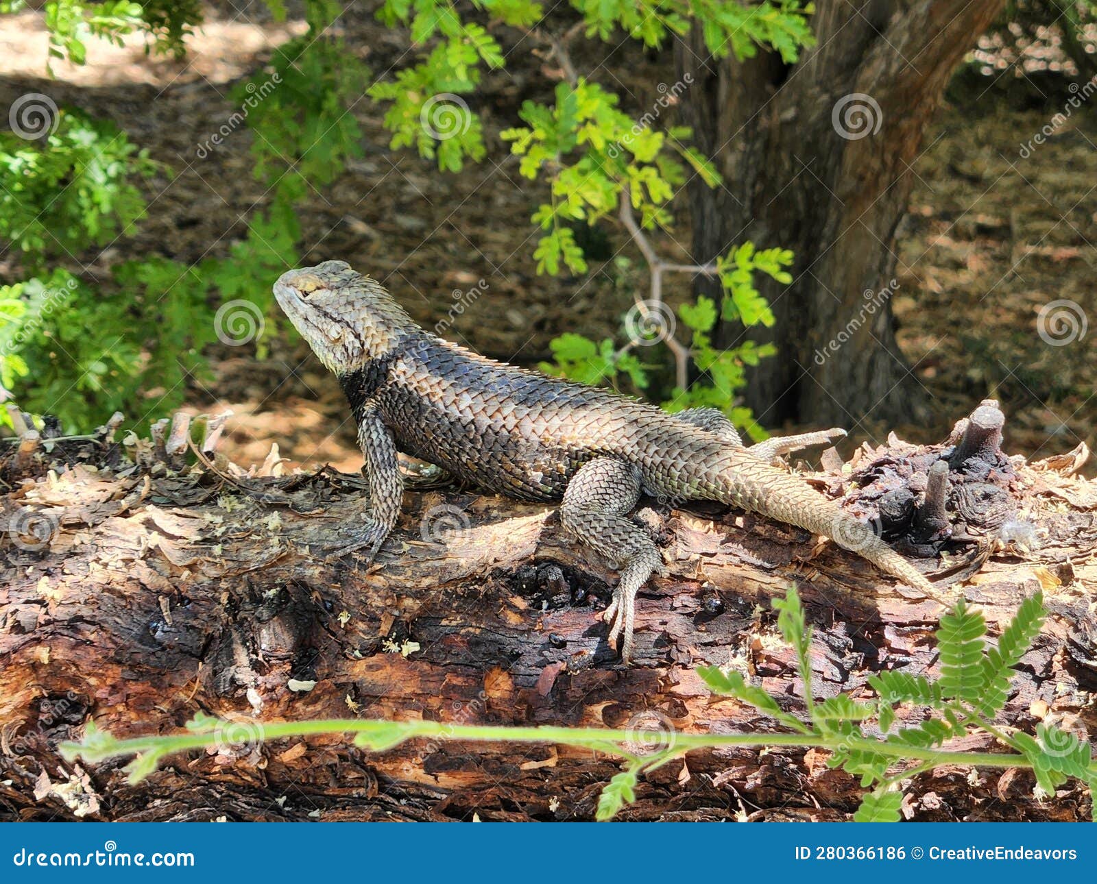 Desert Spiny Lizard with Sharp Scales in Tucson, Arizona Stock Photo ...