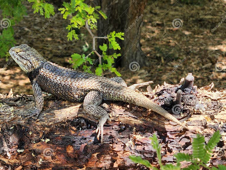Desert Spiny Lizard with Sharp Scales in Tucson, Arizona Stock Image ...