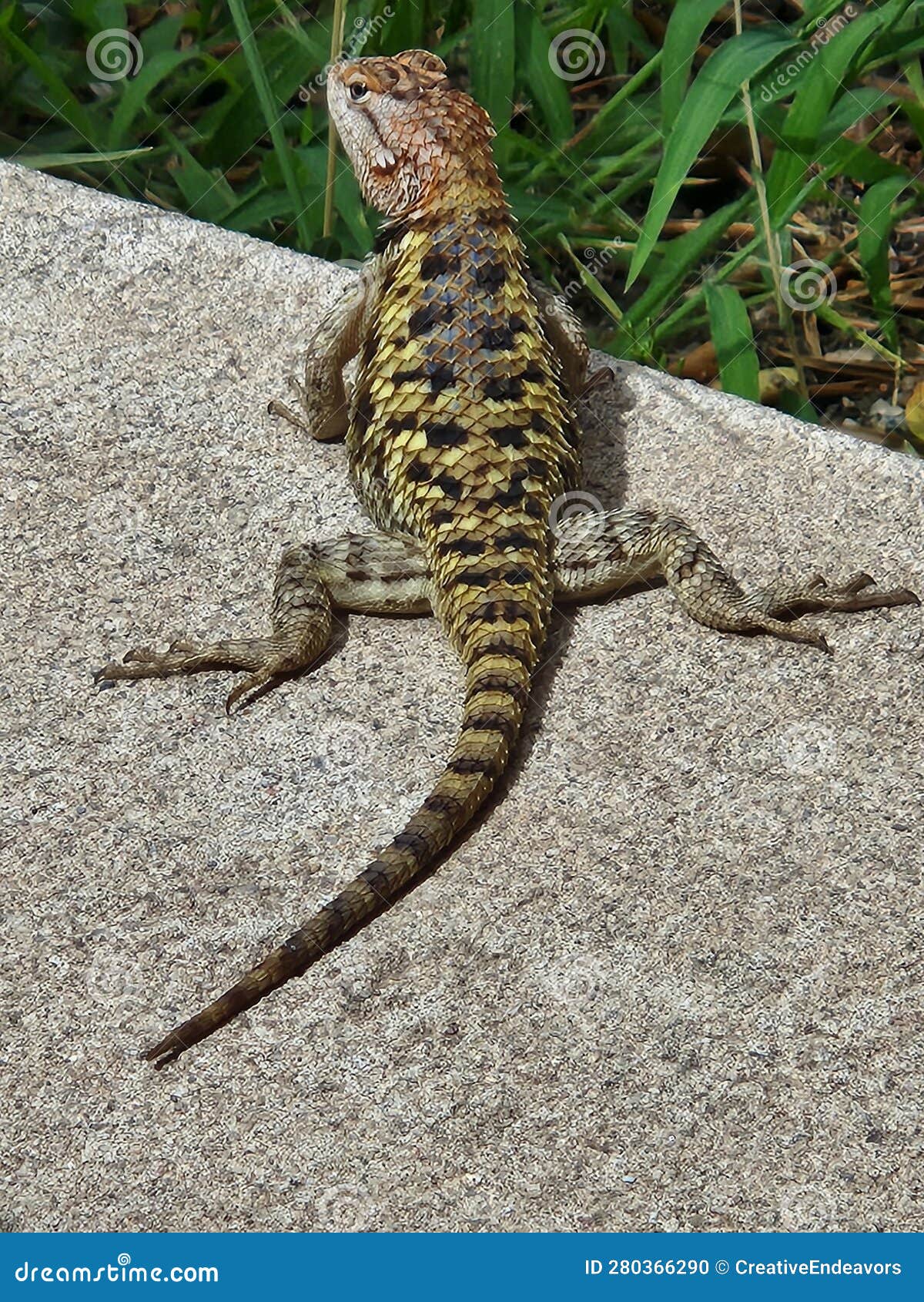 Desert Spiny Lizard with Sharp Scales in Tucson, Arizona Stock Photo ...