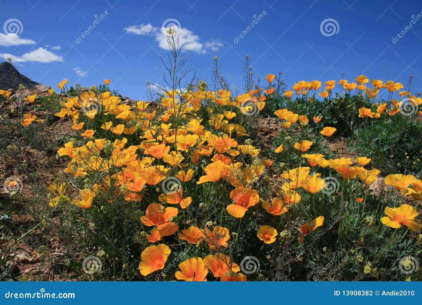 Desert Spring stock photo. Image of mountains, flower - 13908382