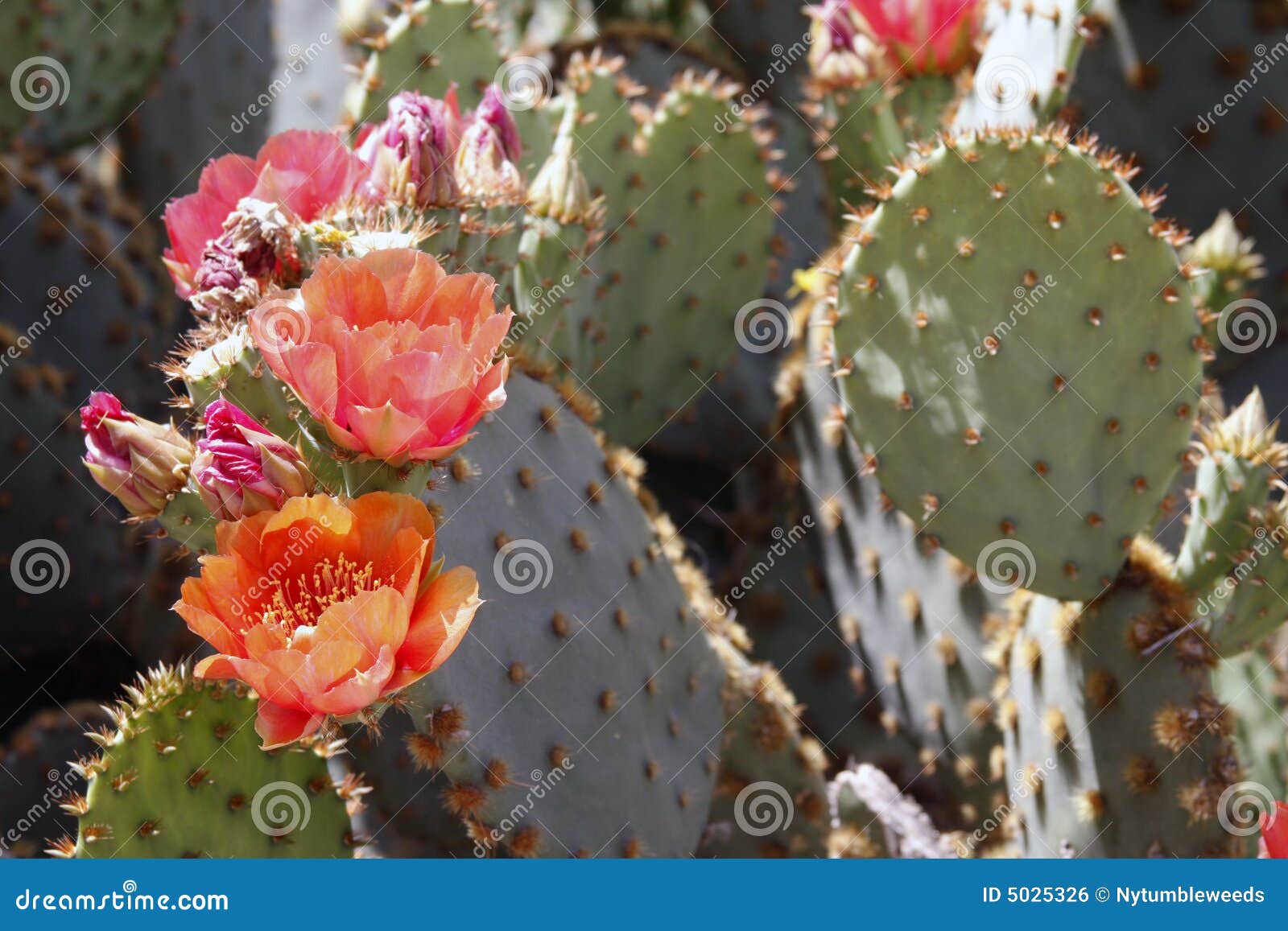Desert in spring stock photo. Image of prickle, desert - 5025326