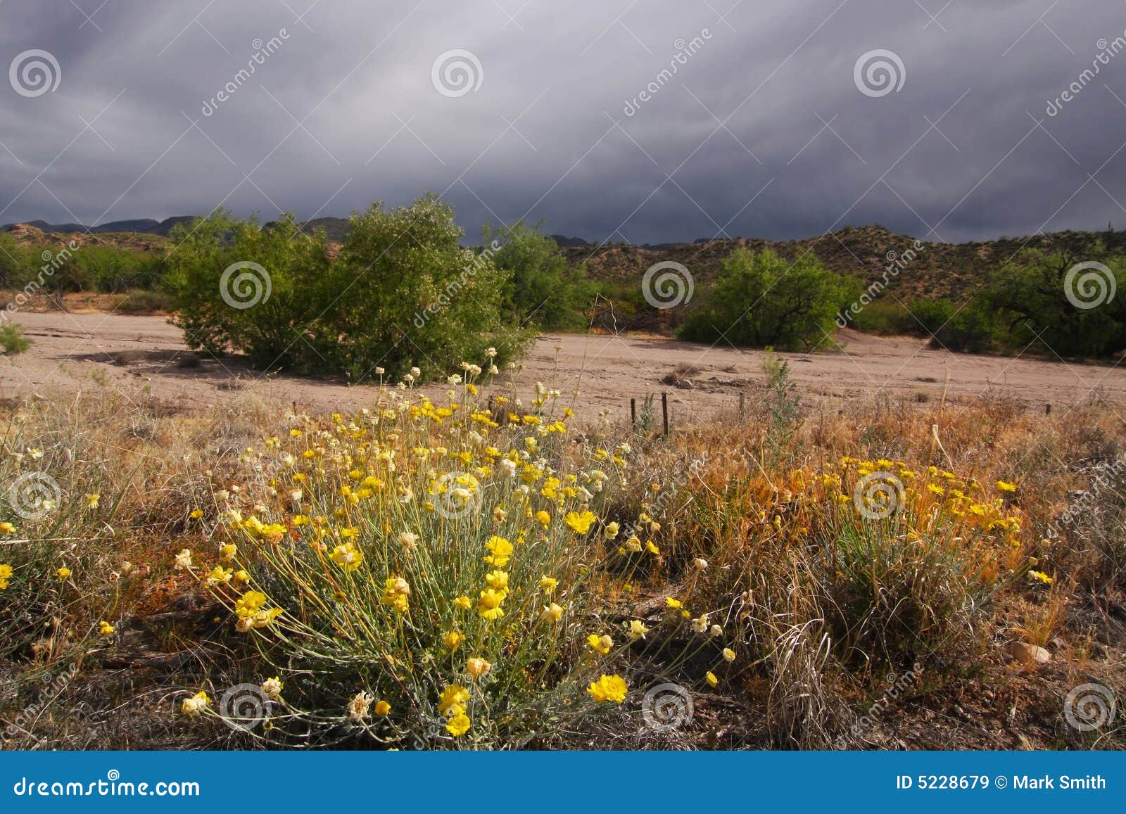 Desert Spring stock image. Image of stickers, western - 5228679
