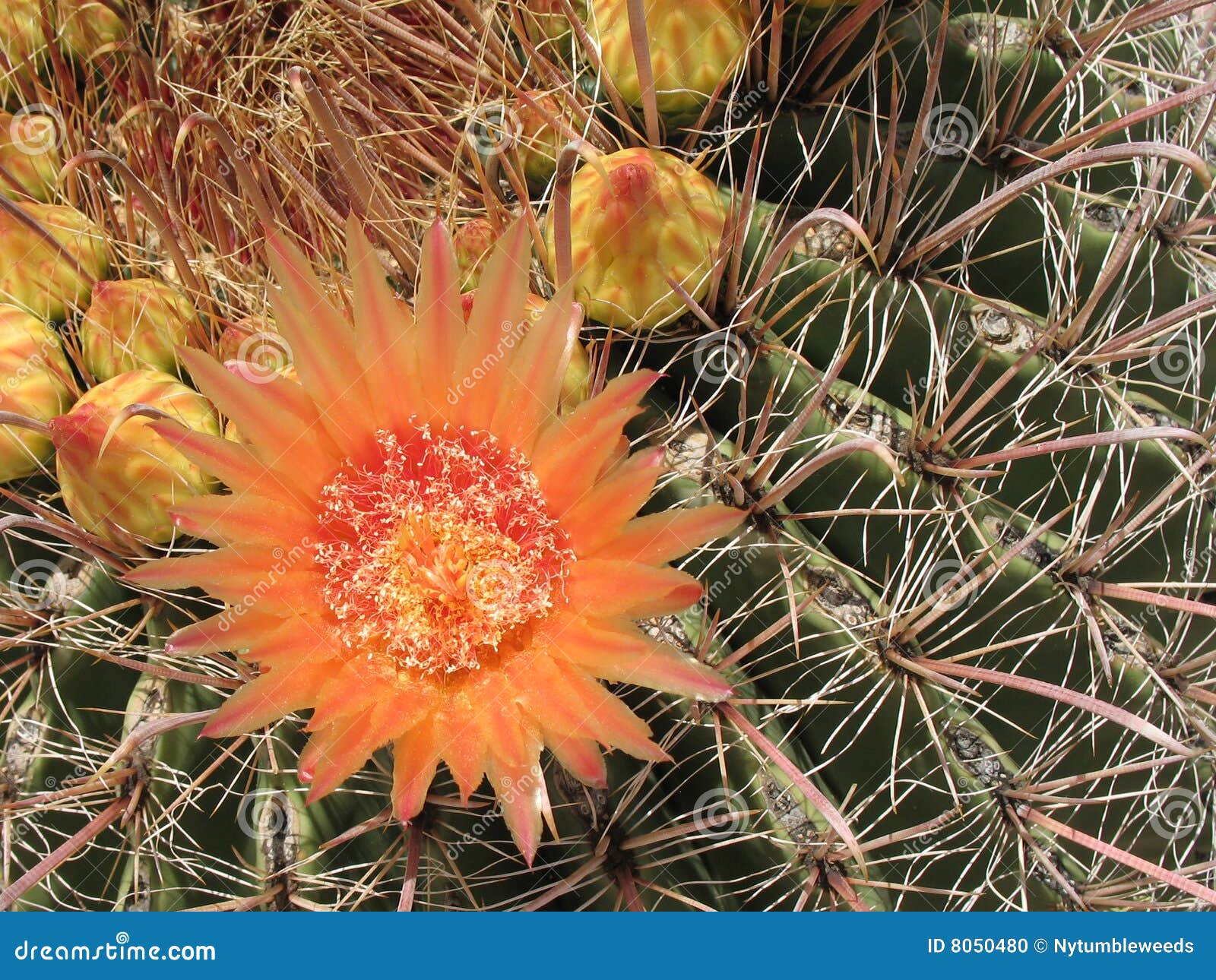 Desert in spring stock photo. Image of landscape, blooming - 8050480