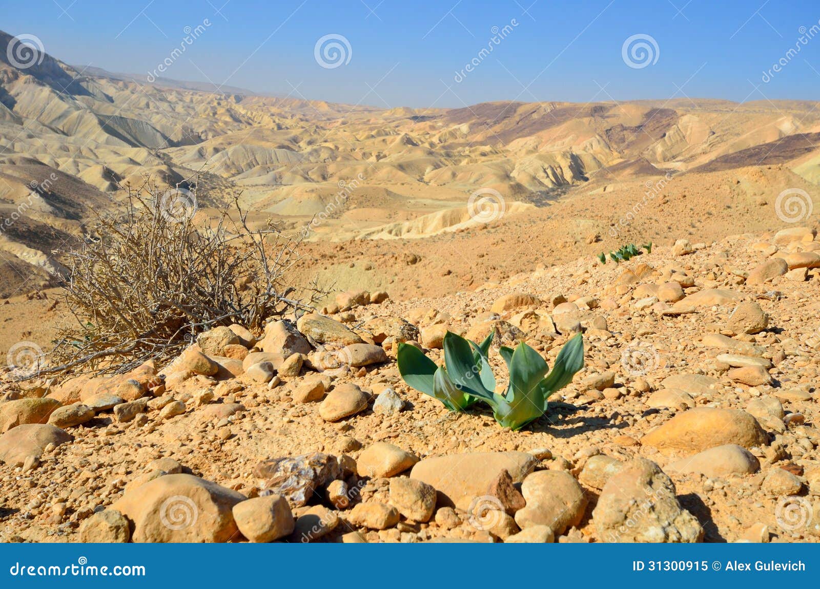 Desert Spring Wildflowers Royalty-Free Stock Photography ...