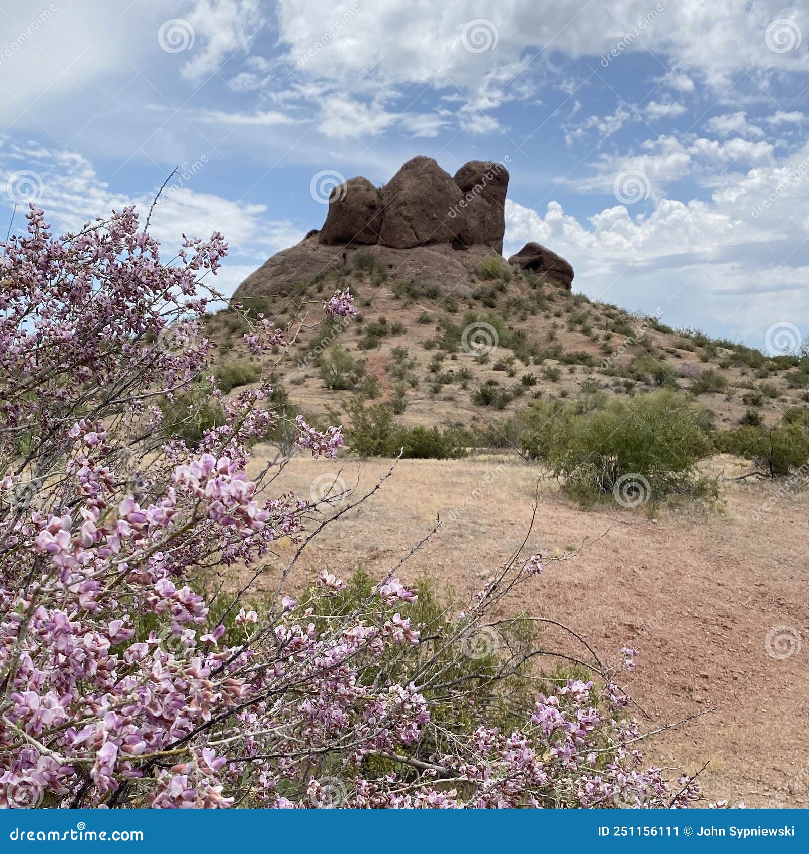 Desert Spring Flowers stock image. Image of pink, spring - 251156111