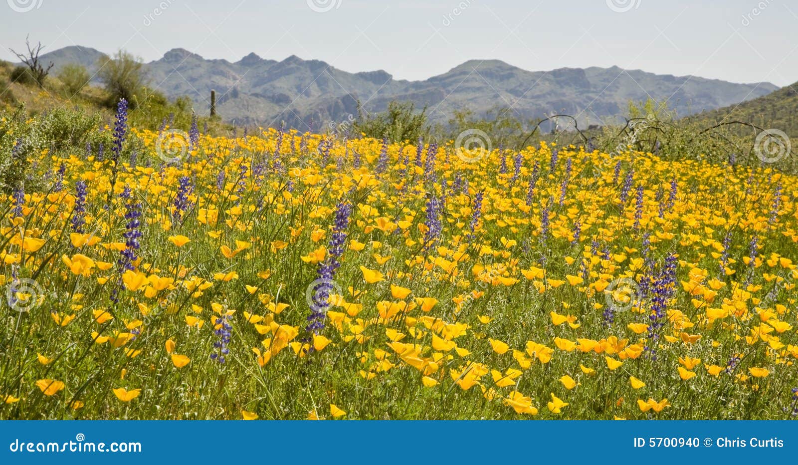 Desert Spring Wildflowers stock photo. Image of spring - 5700940